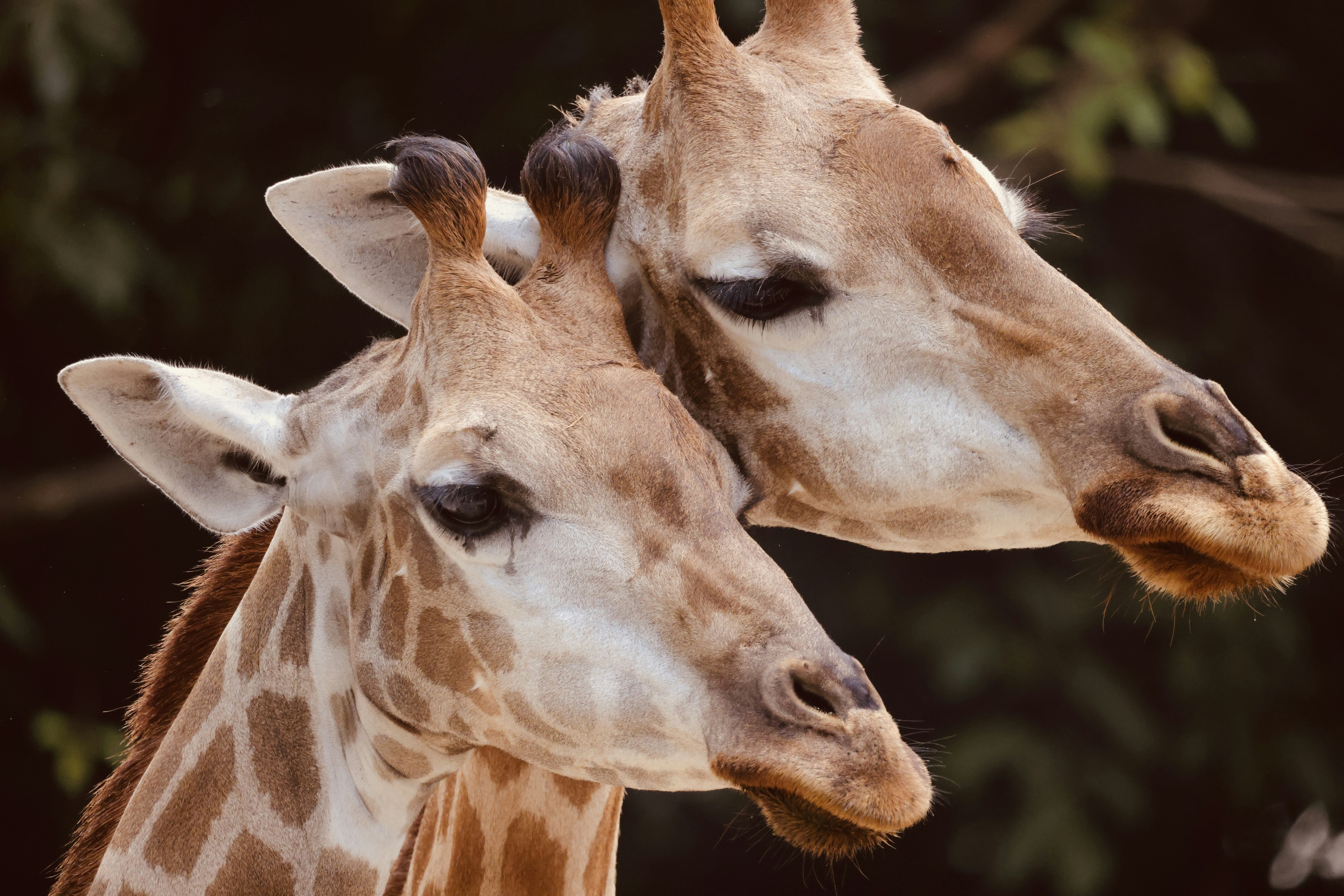 Foto Jirafas de pie una al lado de la otra – Imagen Animal gratis en ...