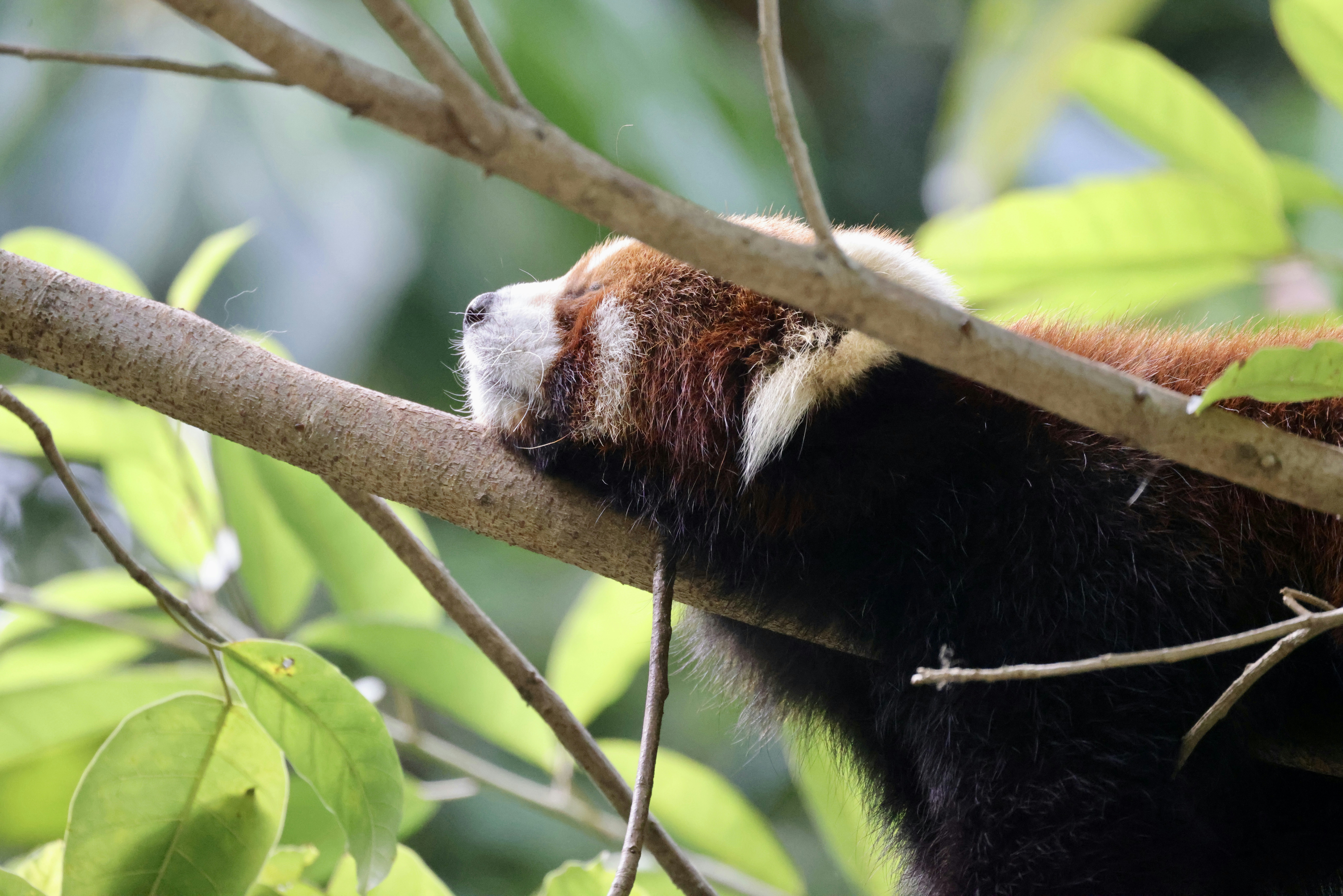 A brown and white animal on a tree branch photo – Free Animal Image on ...