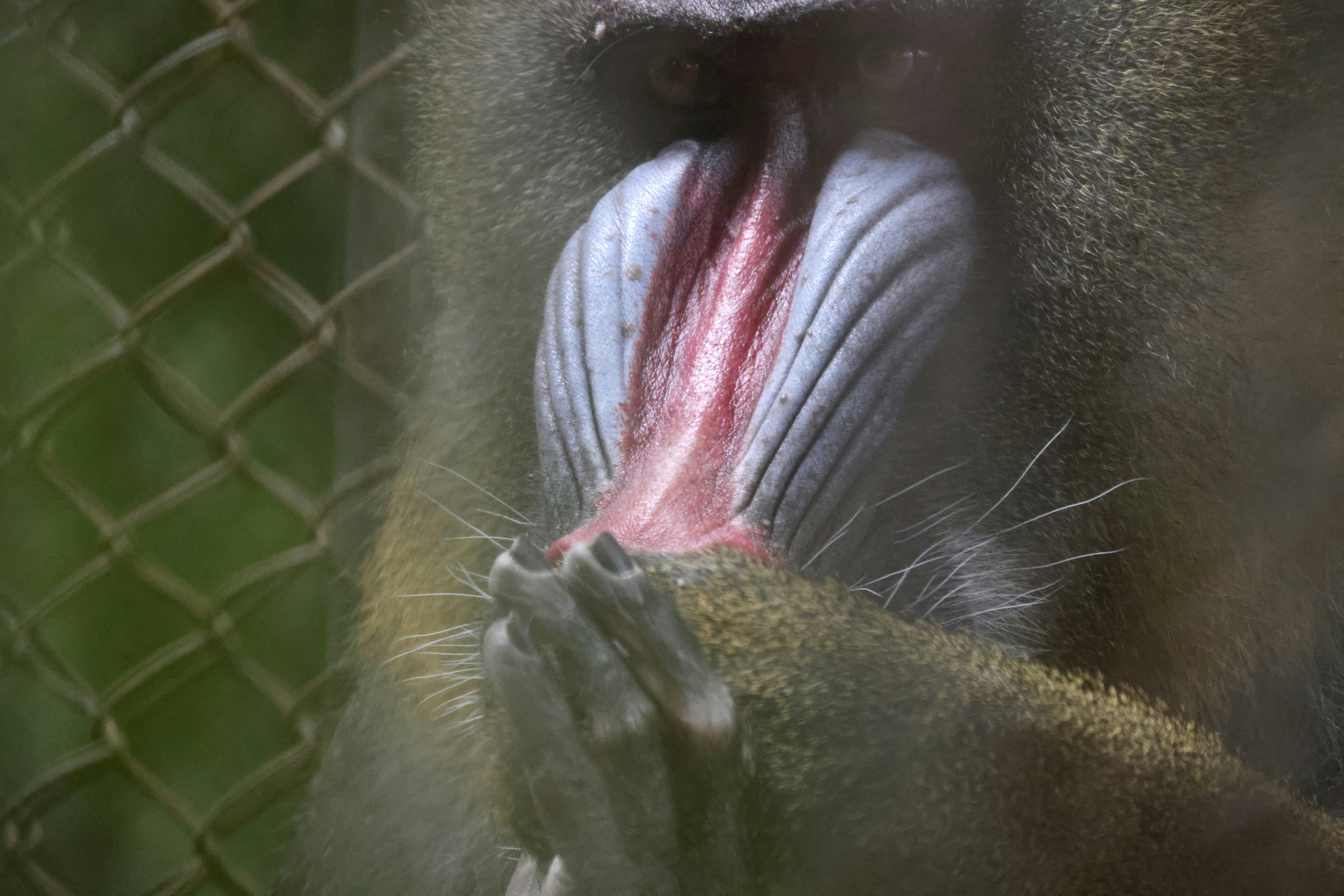 a monkey with its mouth open