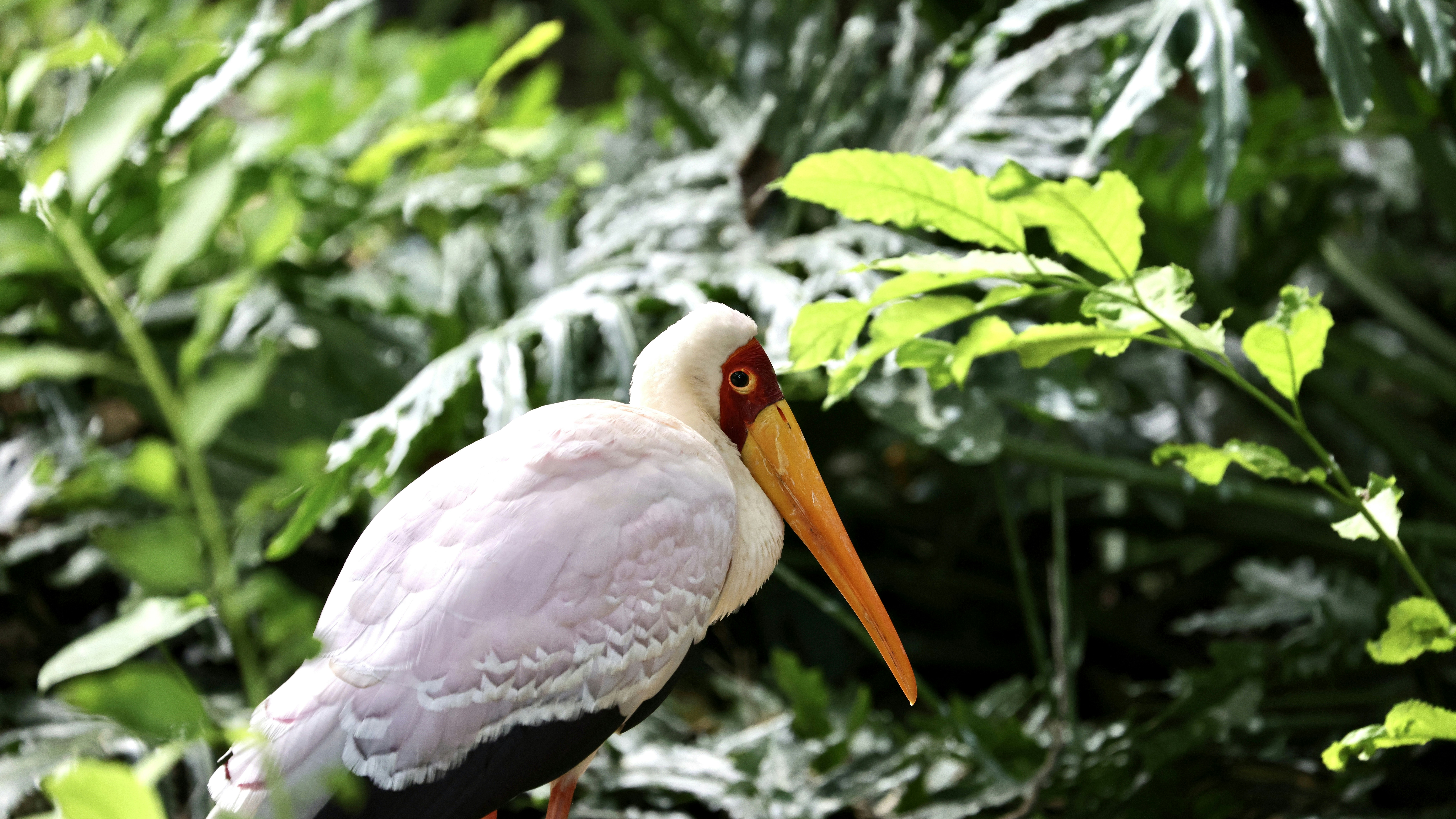 16 Stunning Animals You Can See in Papua New Guinea - Animals Around ...