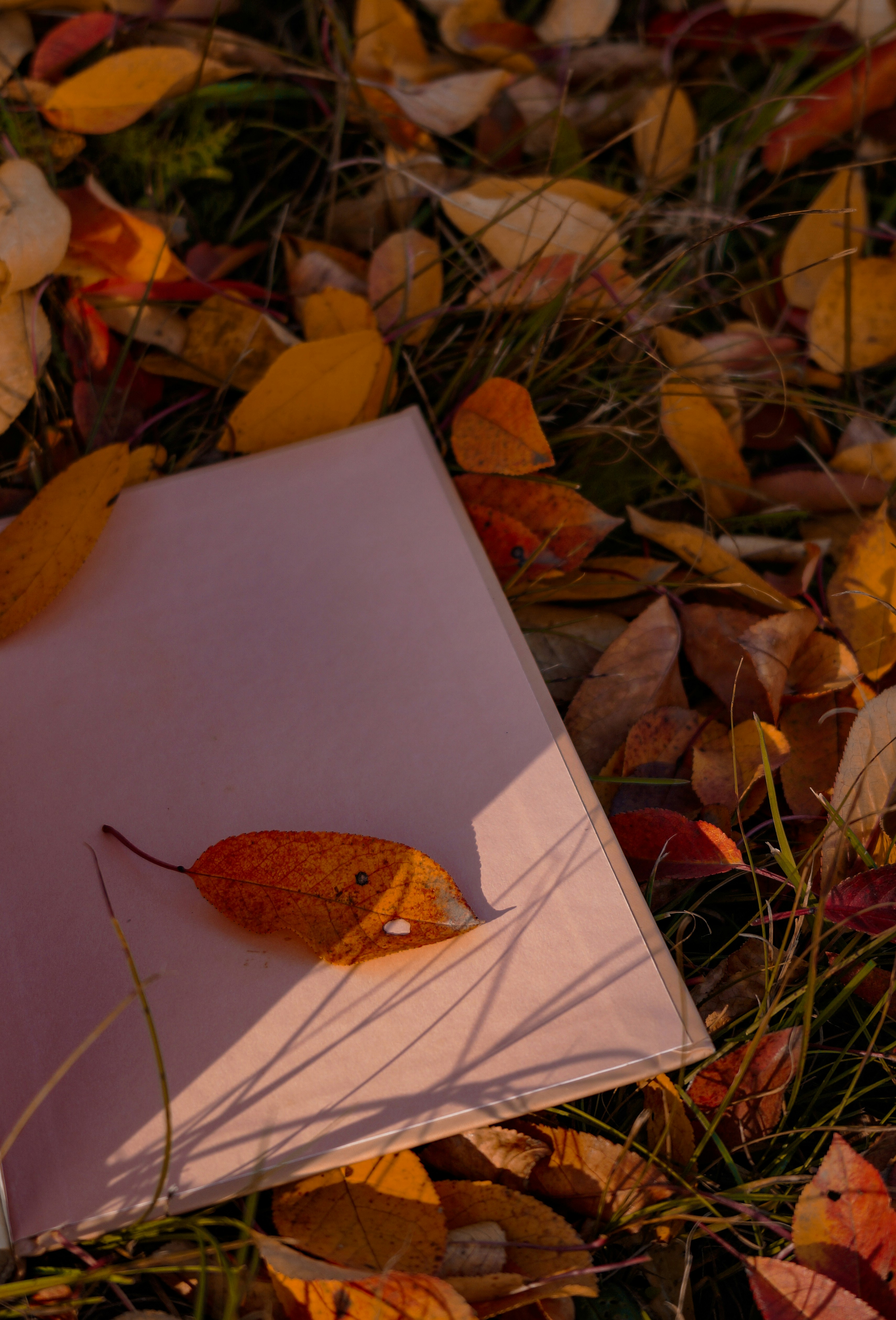 A pink notebook rests on a bed of autumn leaves during golden hour photograph, with a single orange leaf resting on its cover.