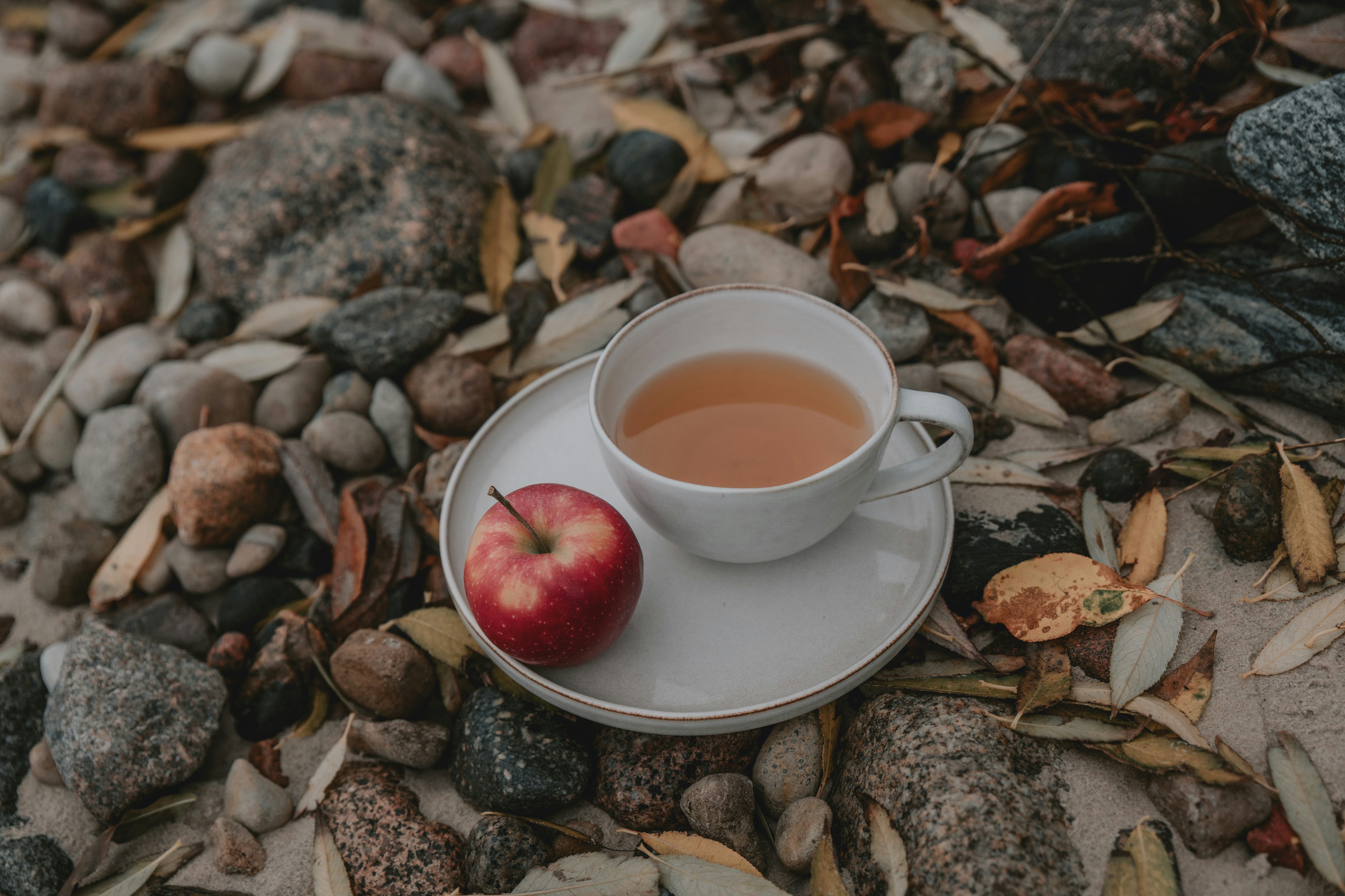 A cup of tea on a rocky surface photo – Free Plant Image on Unsplash