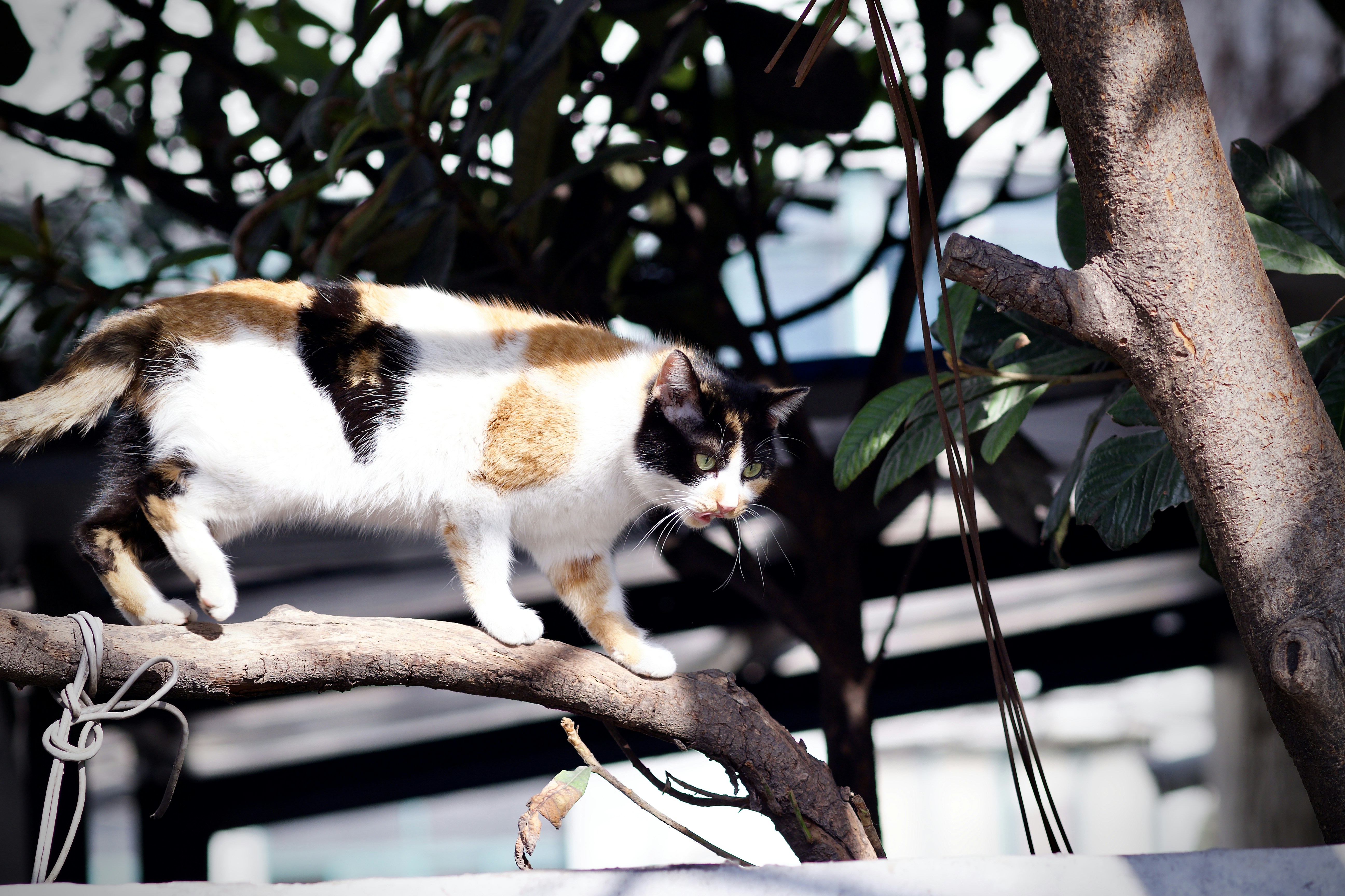 Calico Acrobat on a Sunlit Balcony Branch