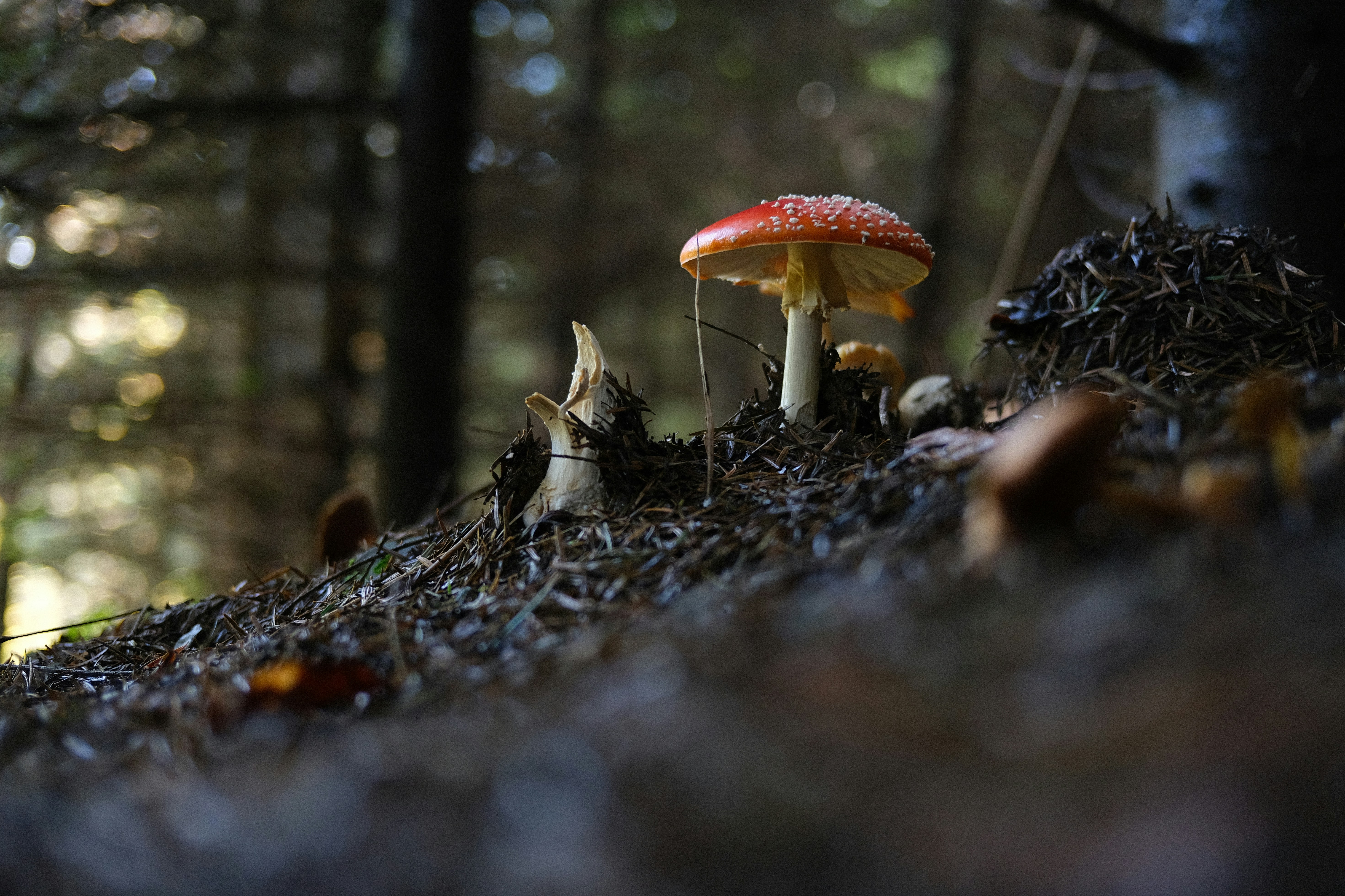 Whispers of the Forest Floor