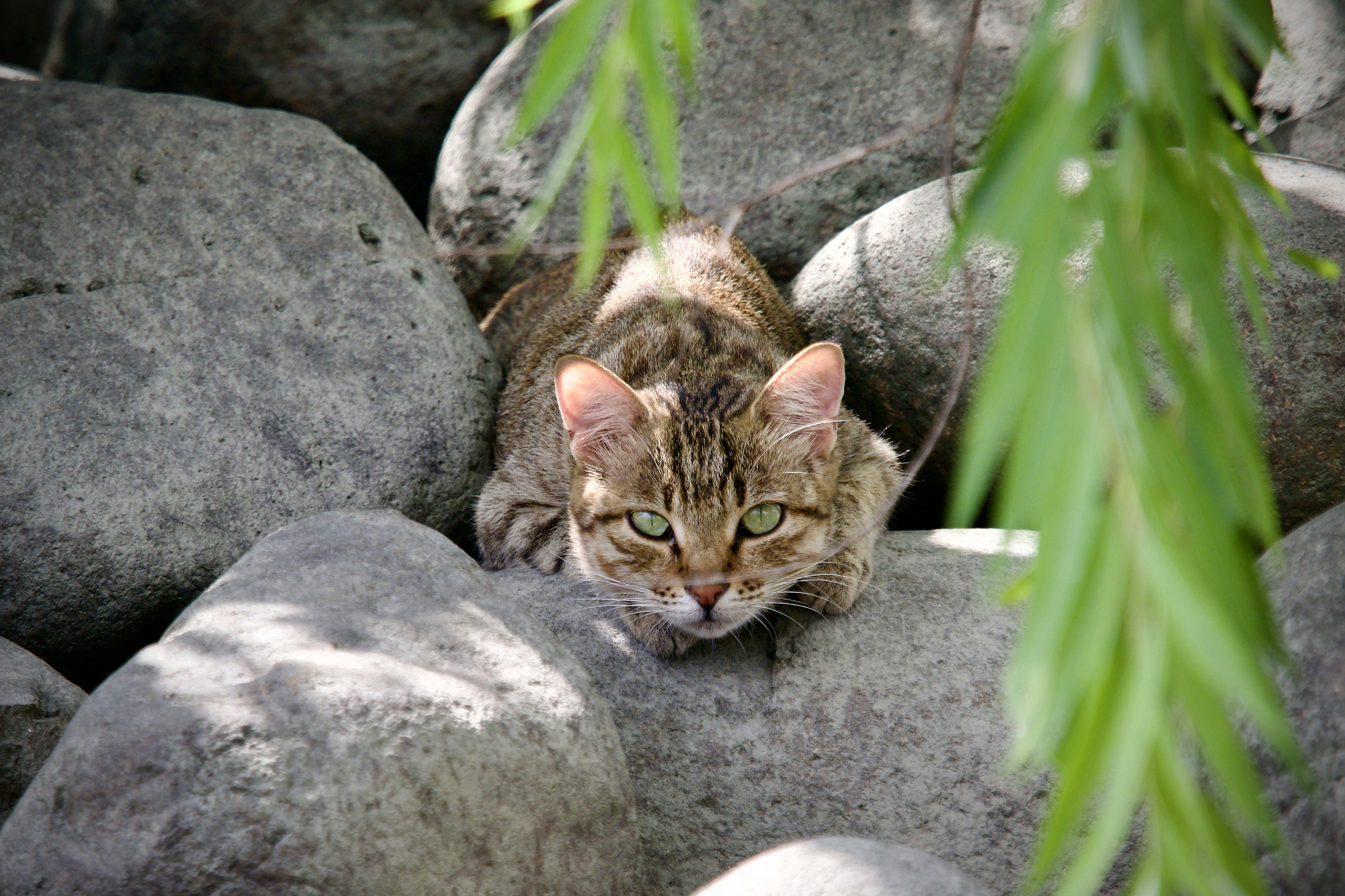 a cat sitting on a rock