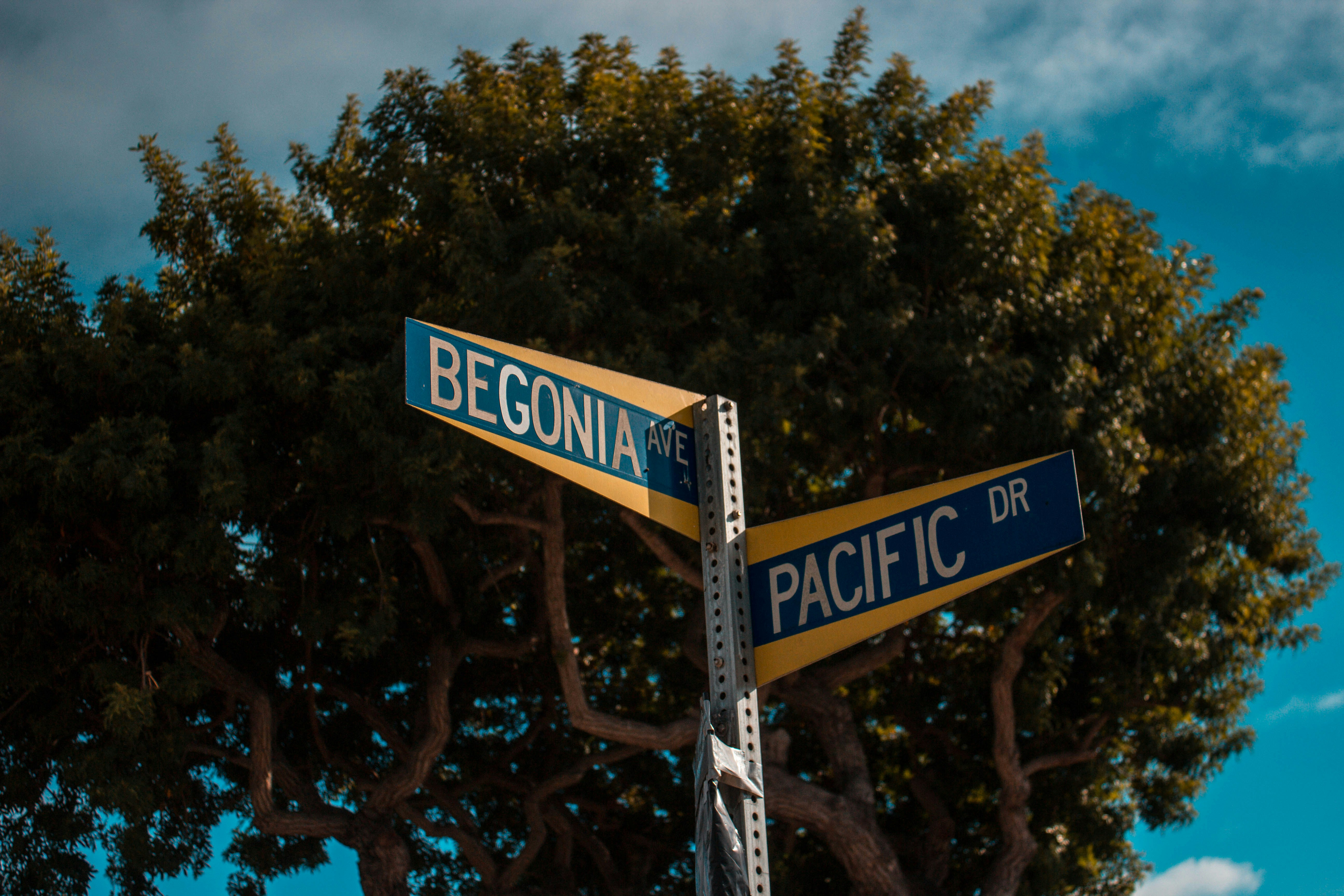 Begonia Ave and Pacific Dr: sunlit street-corner intersection beneath a leafy canopy