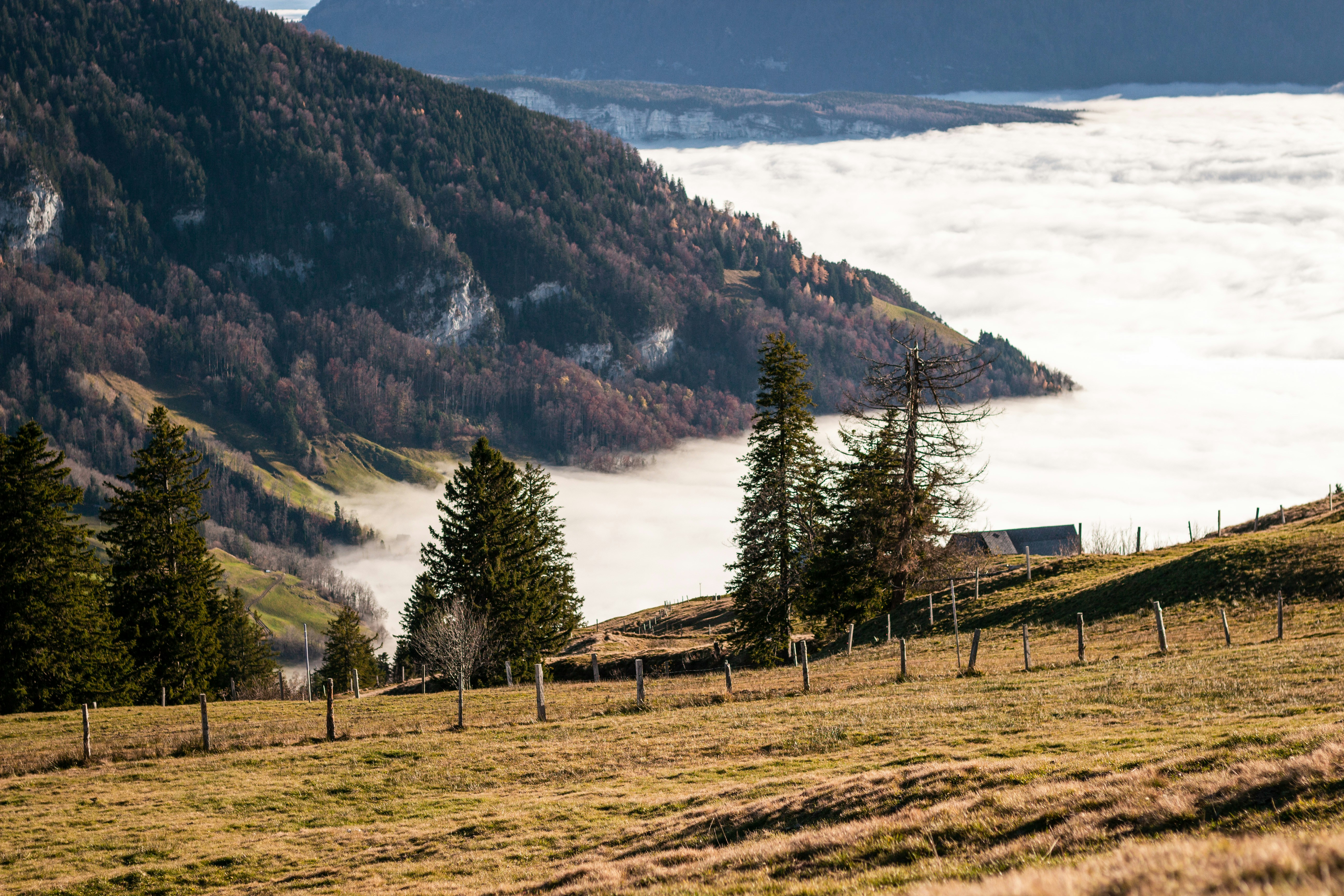 Hilltop Pasture Framed by a Sea of Clouds and a Distant Cabin