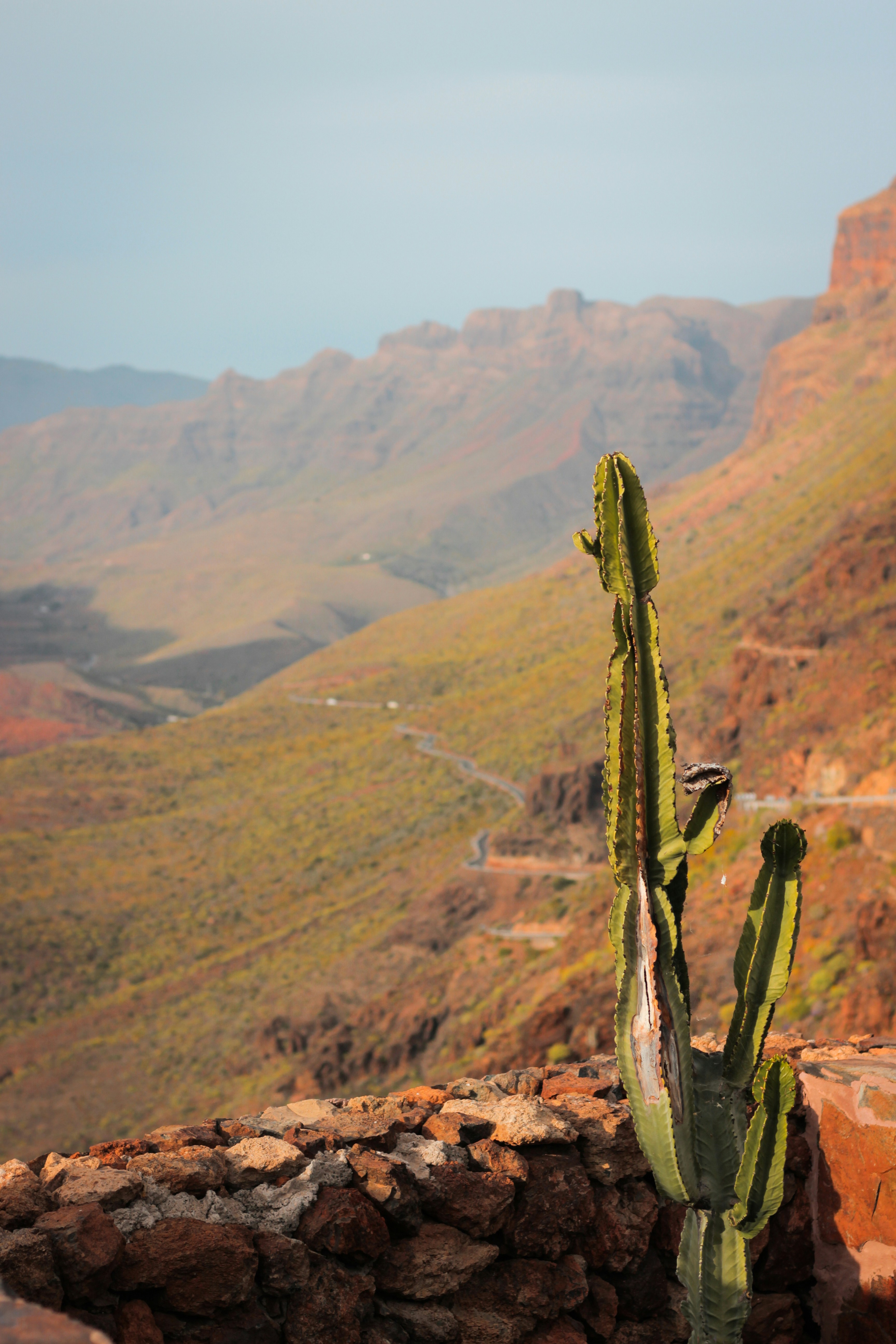 Cactus Sentinel at the Edge of a Terraced Canyon