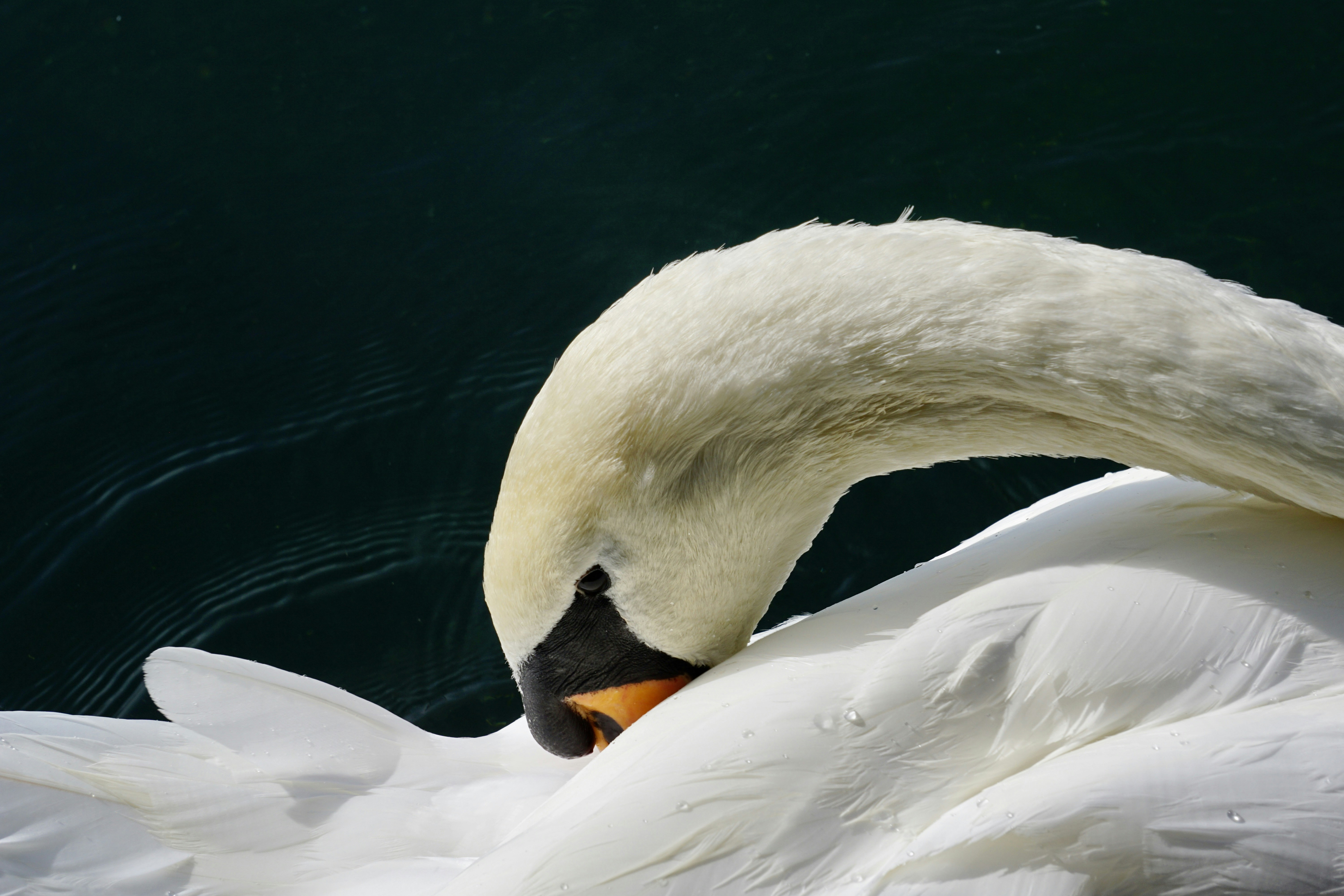 A graceful swan preening its feathers, showcasing intricate details of its plumage against a dark water backdrop.