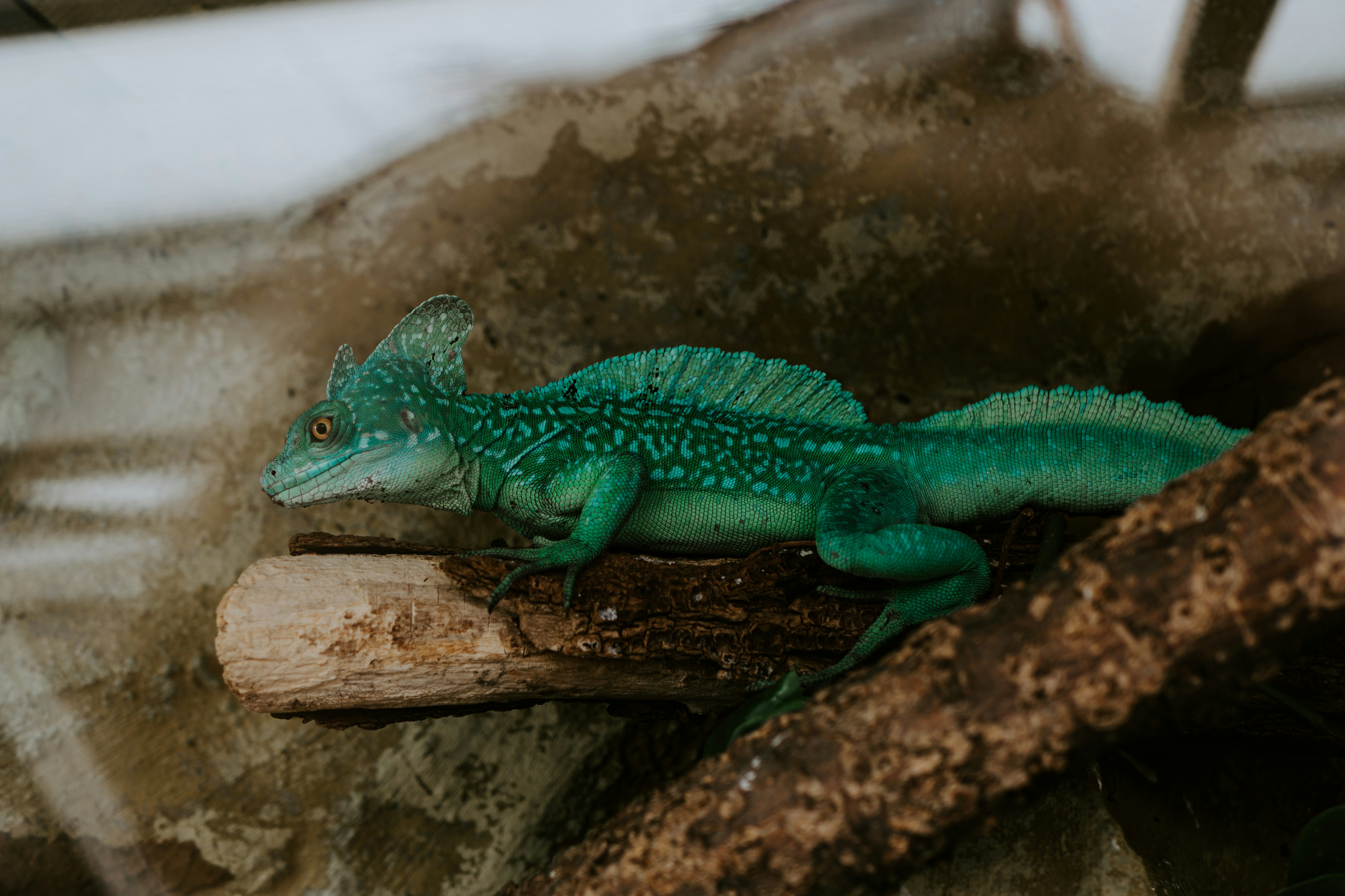 Emerald Turquoise Lizard On a Weathered Log Inside a Glass Terrarium