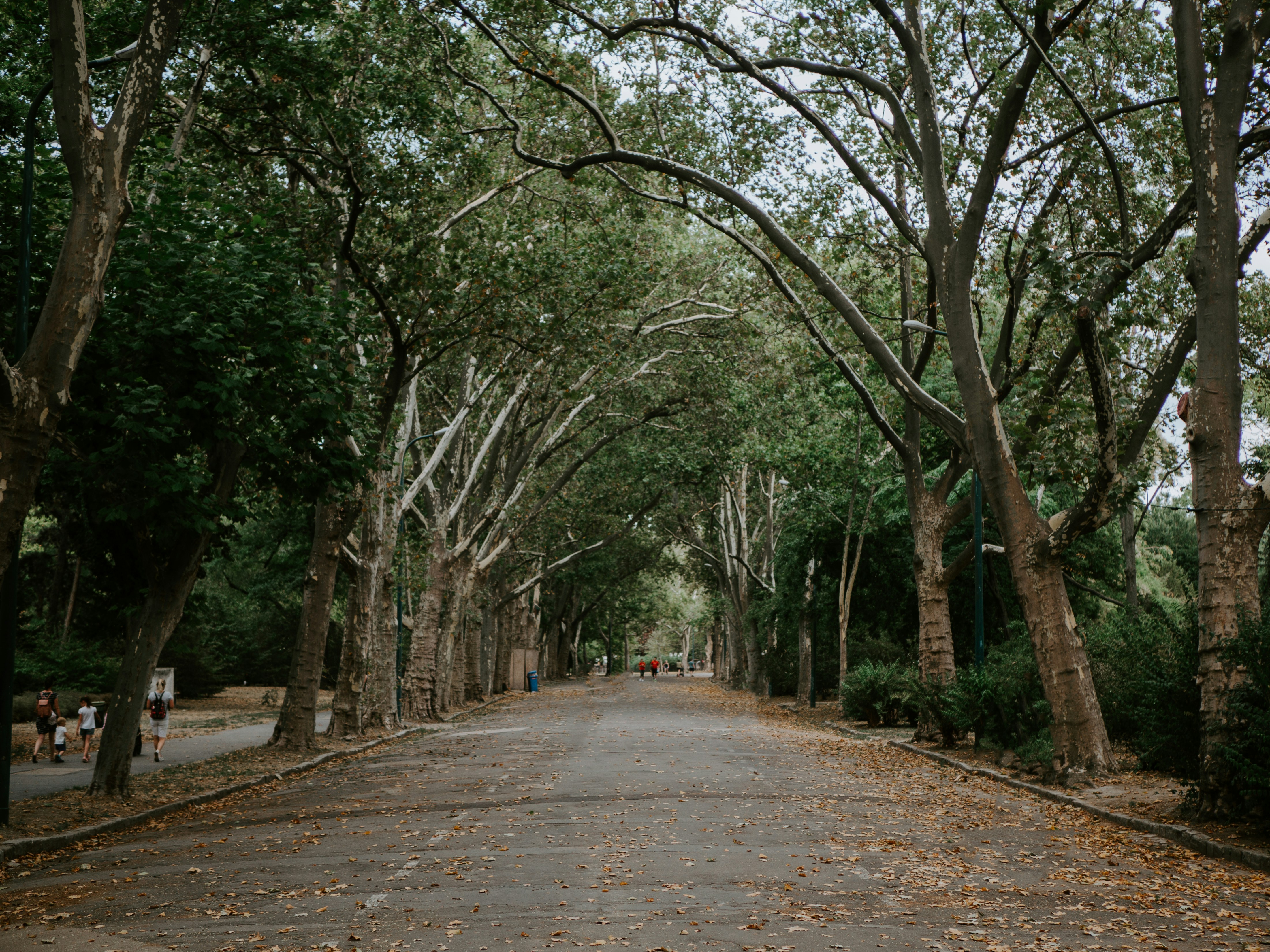 A path with trees on either side photo – Free Plant Image on Unsplash