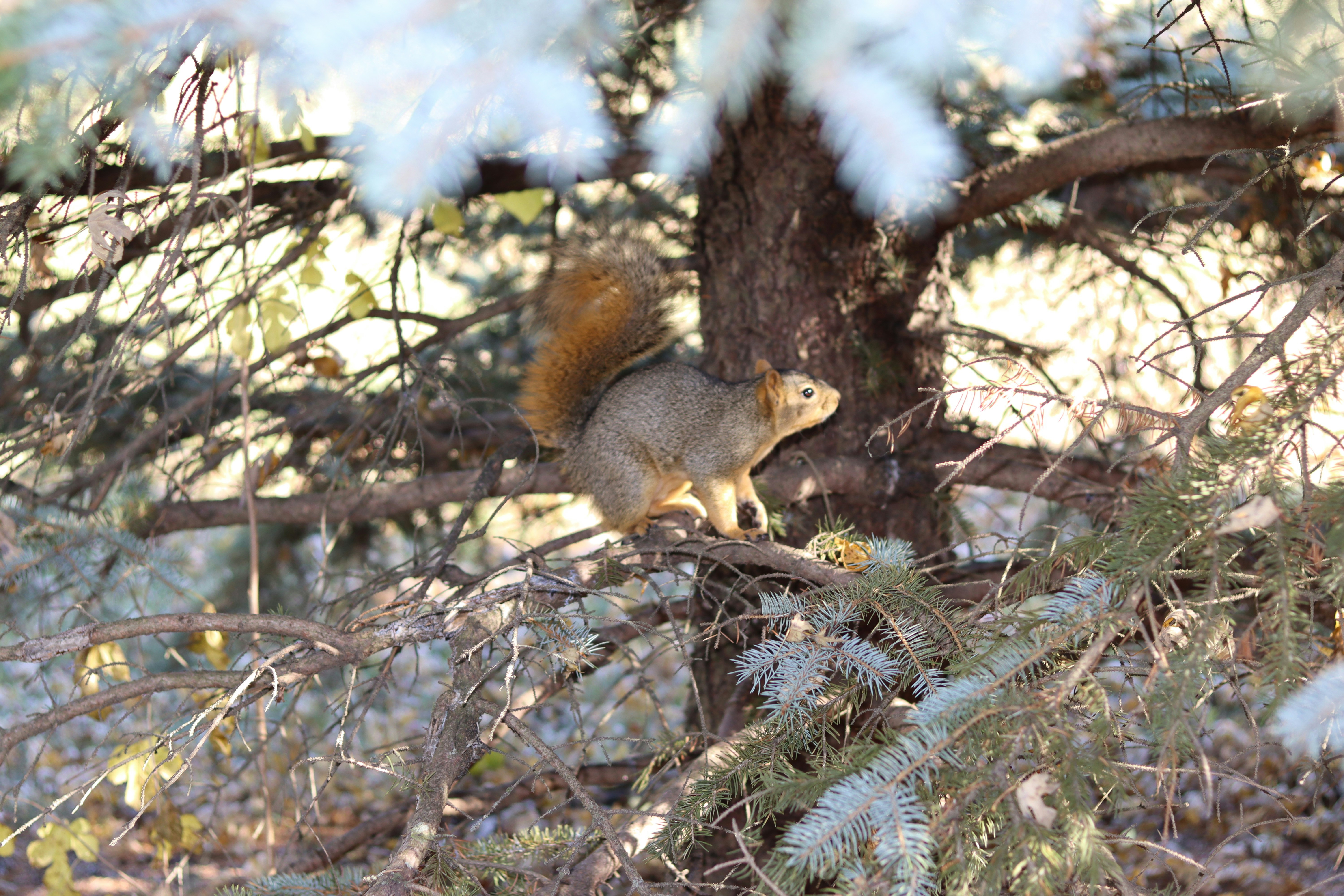 Winter Pause: A Gray Squirrel Perches Amid Snow-kissed Pine Branches