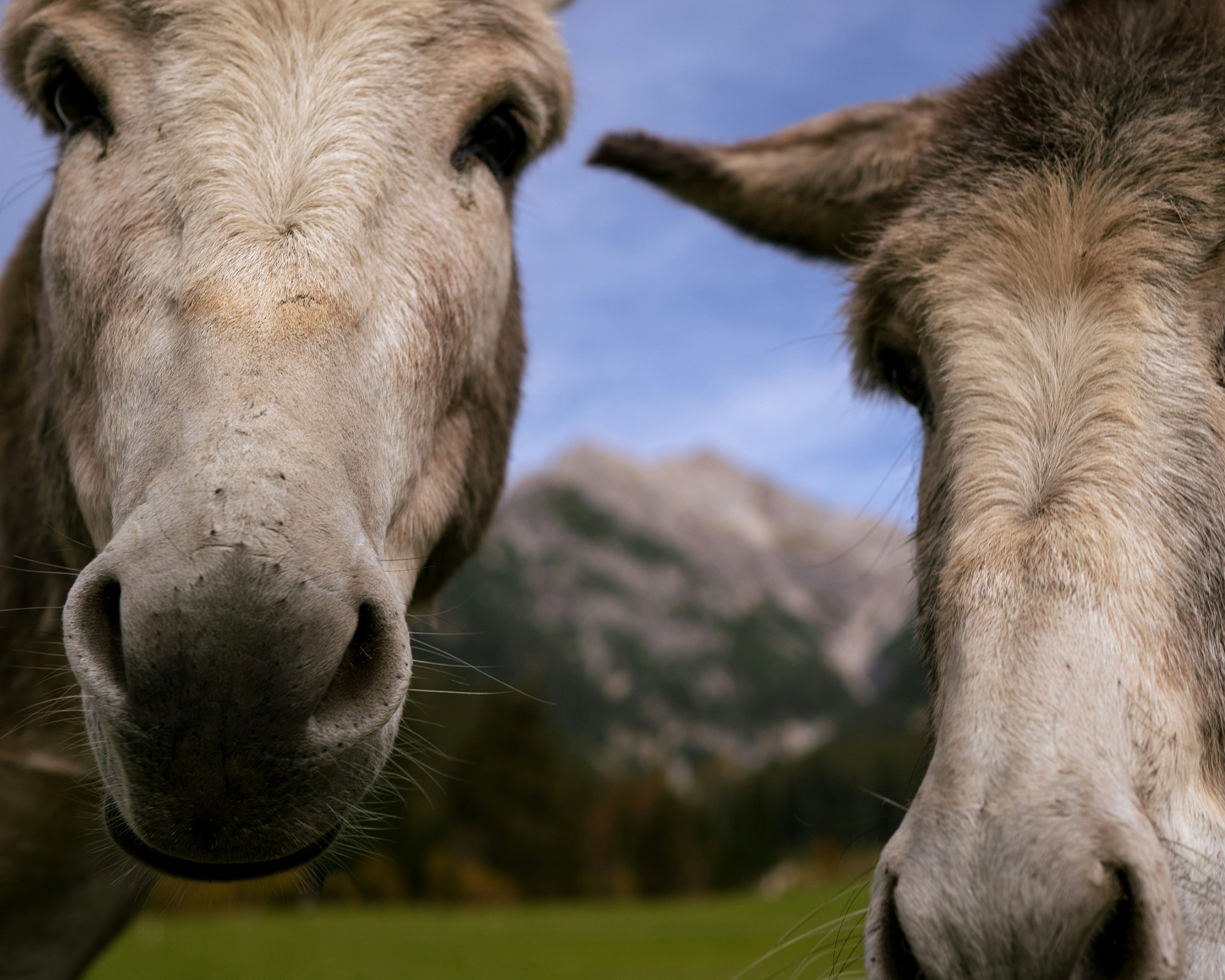 A close up of two animals photo – Free Austria Image on Unsplash