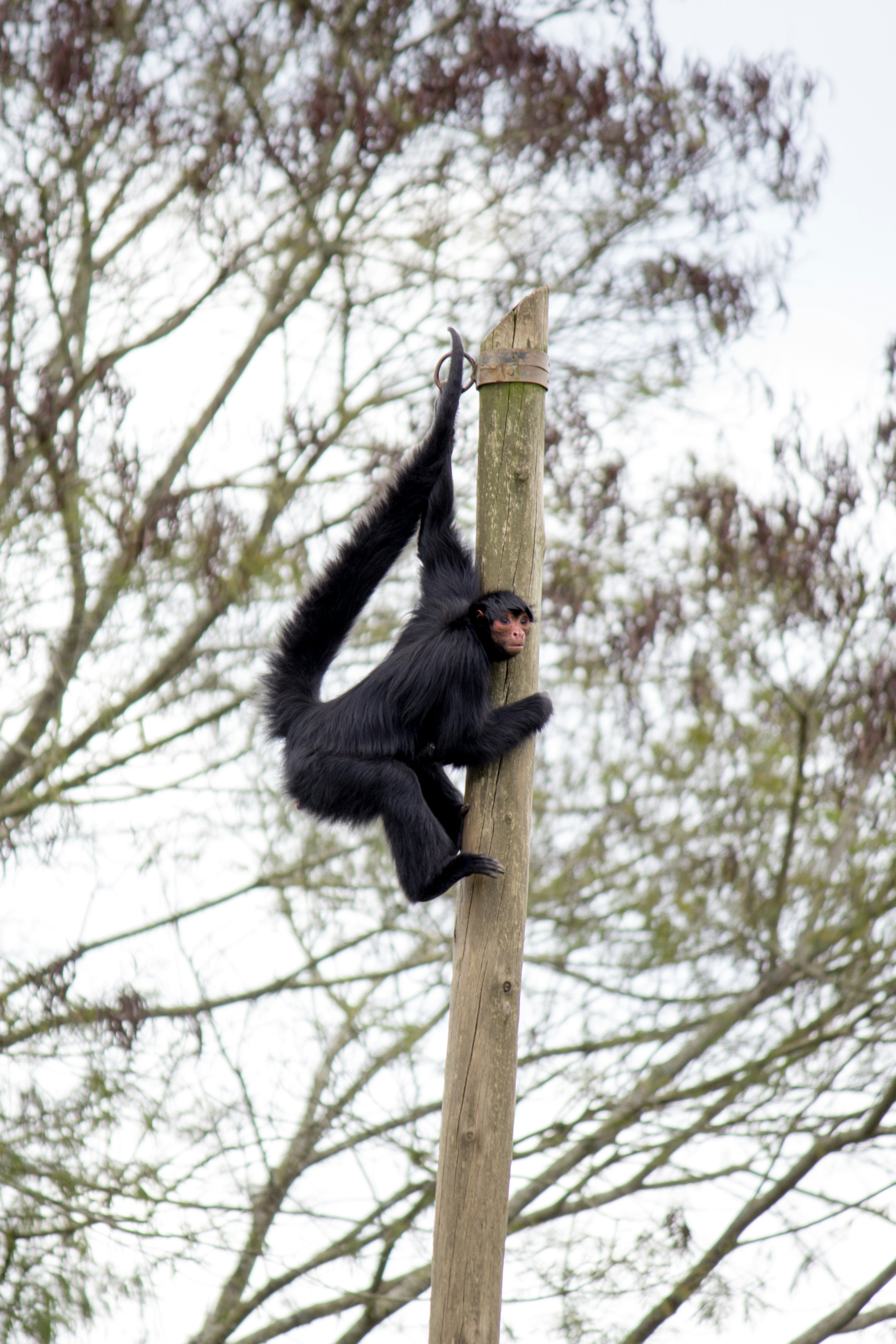 Pole Acrobat: A Black-Furred Primate Clings to a Weathered Post