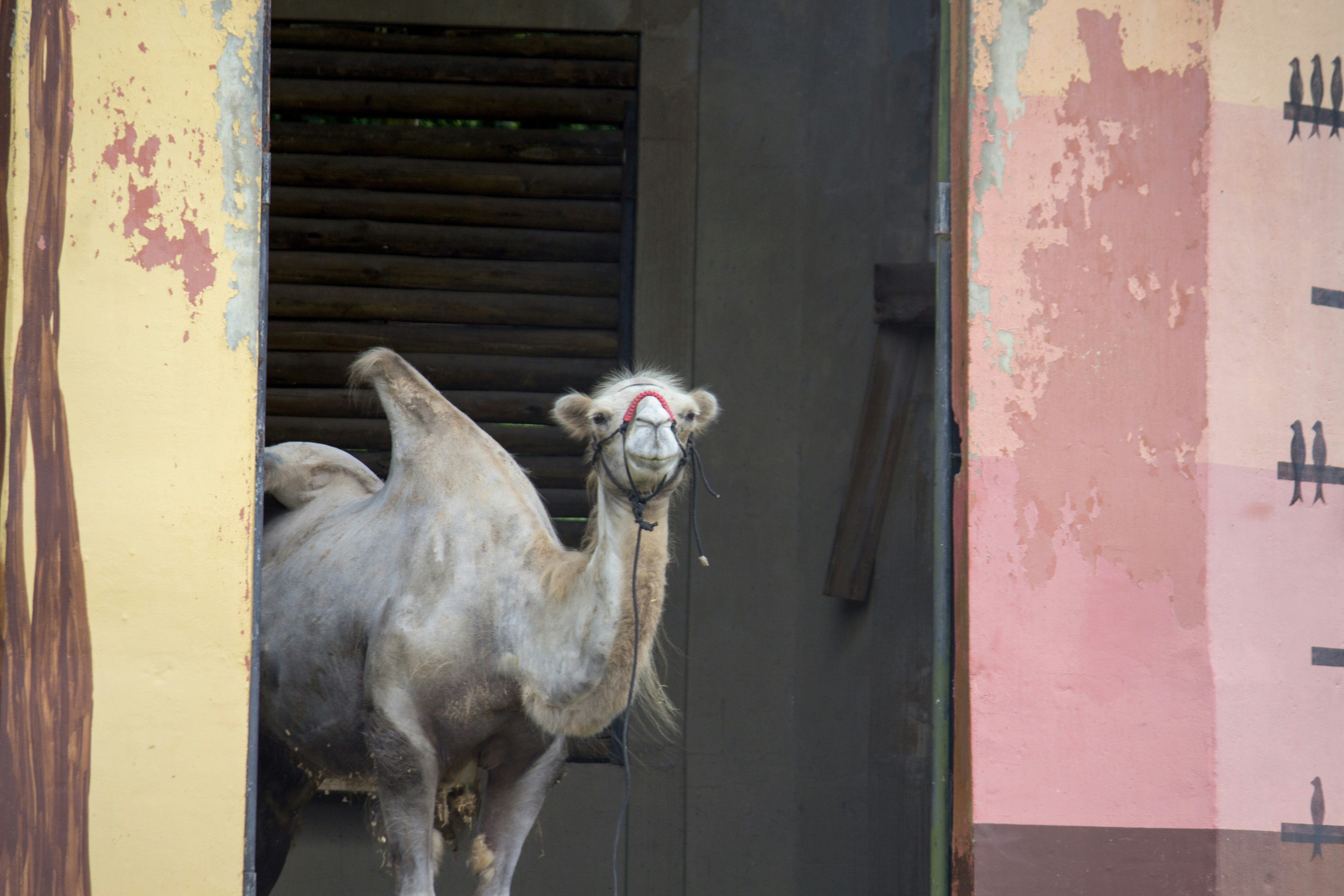 Curious Camel in a Sunlit Doorway
