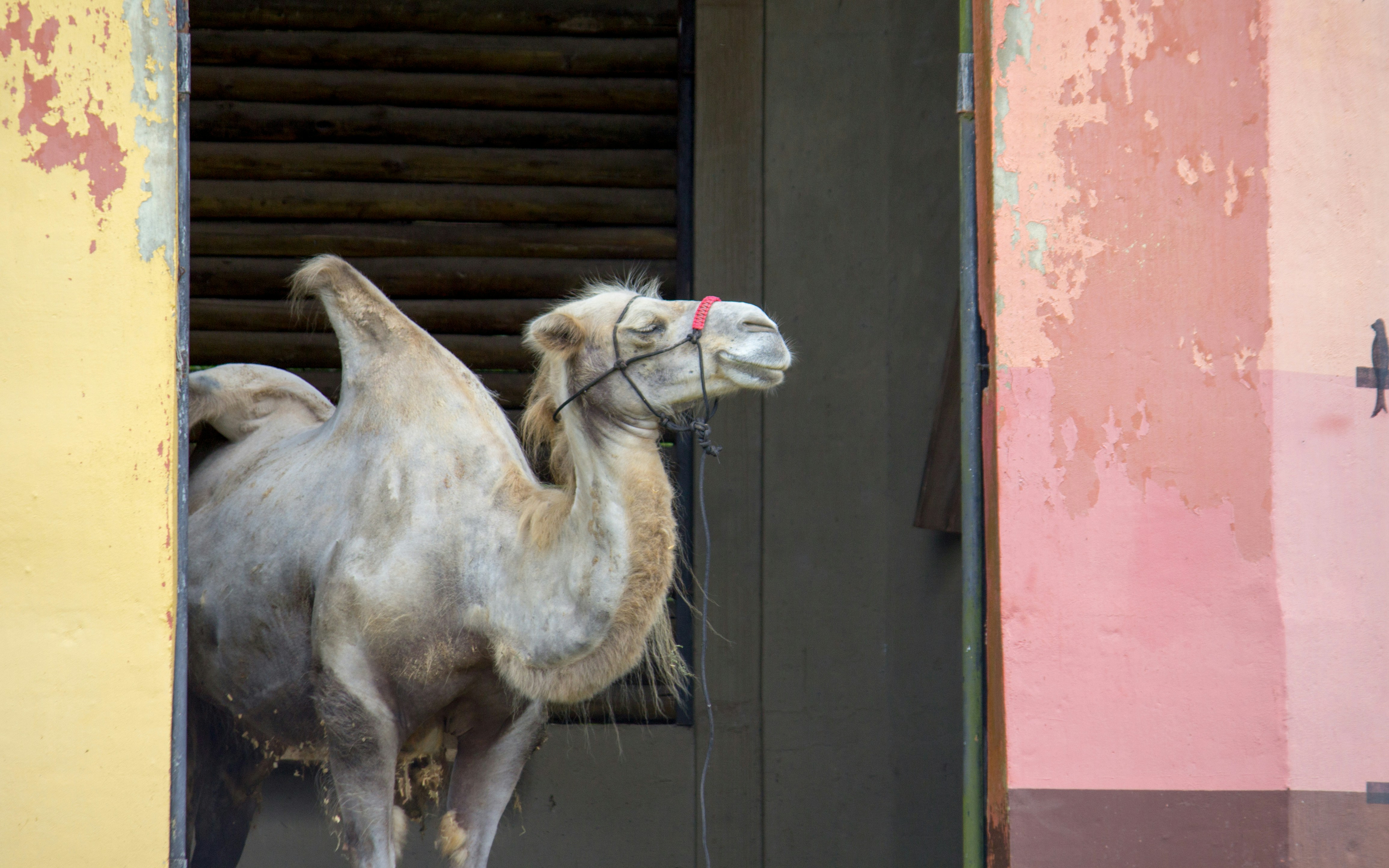 Curious Camel at the Threshold