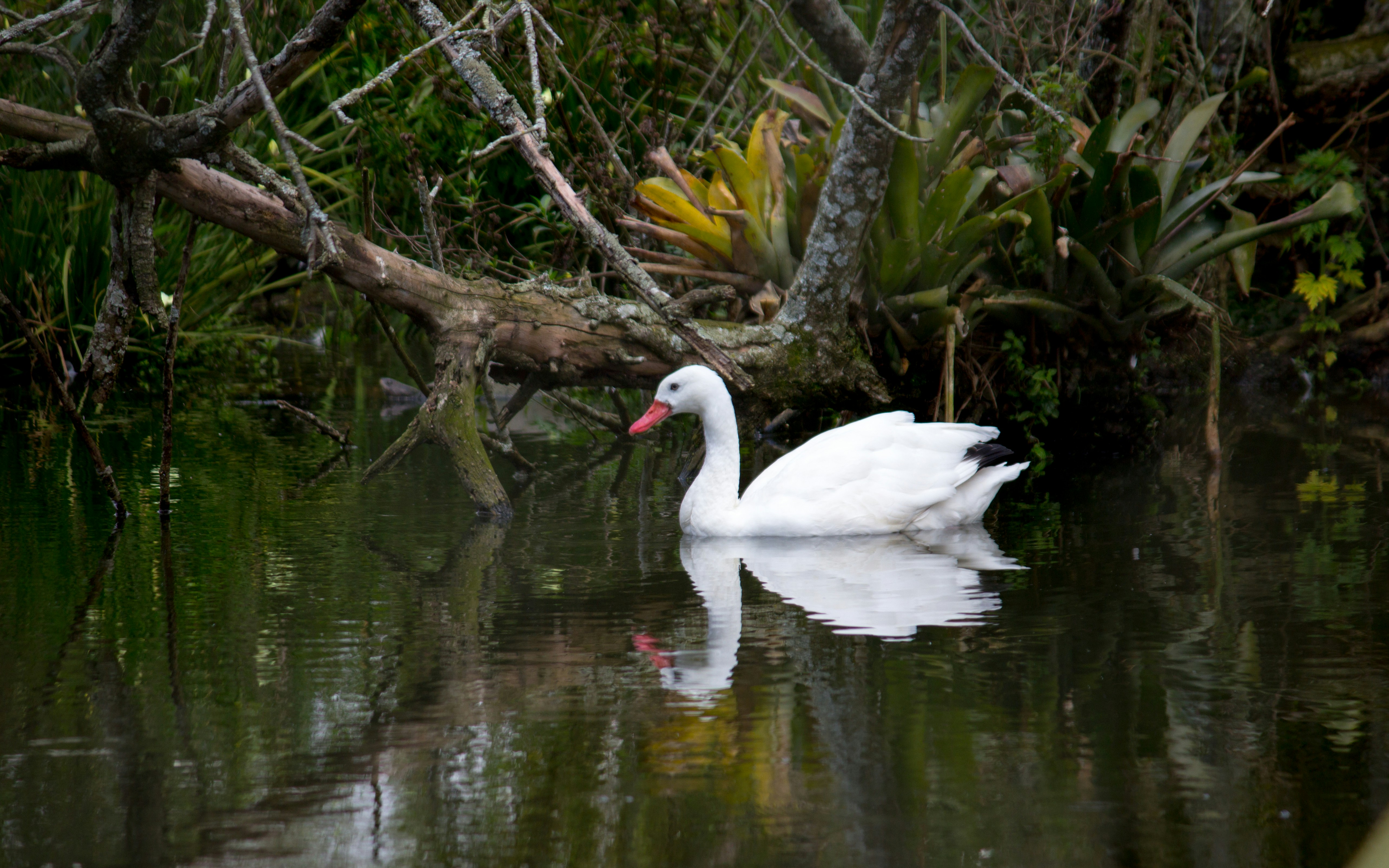 Quiet Majesty: White Swan at a Glassy Pond