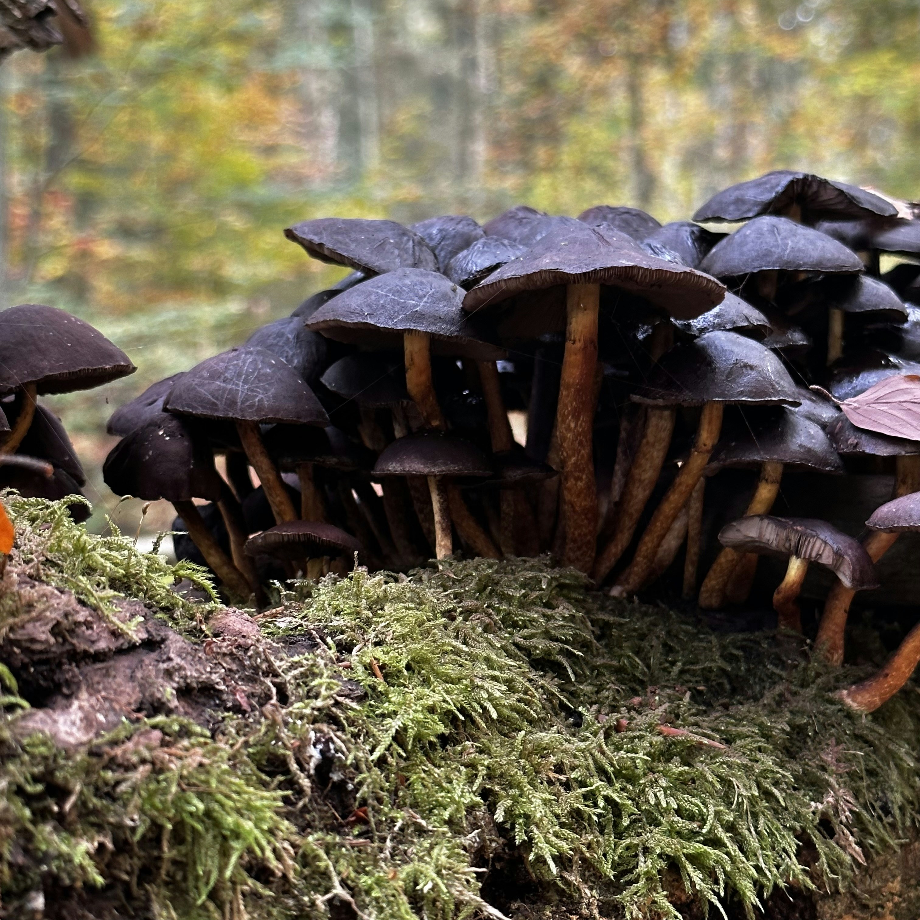 Velvet-Capped Fungi Gather on a Mossy Log