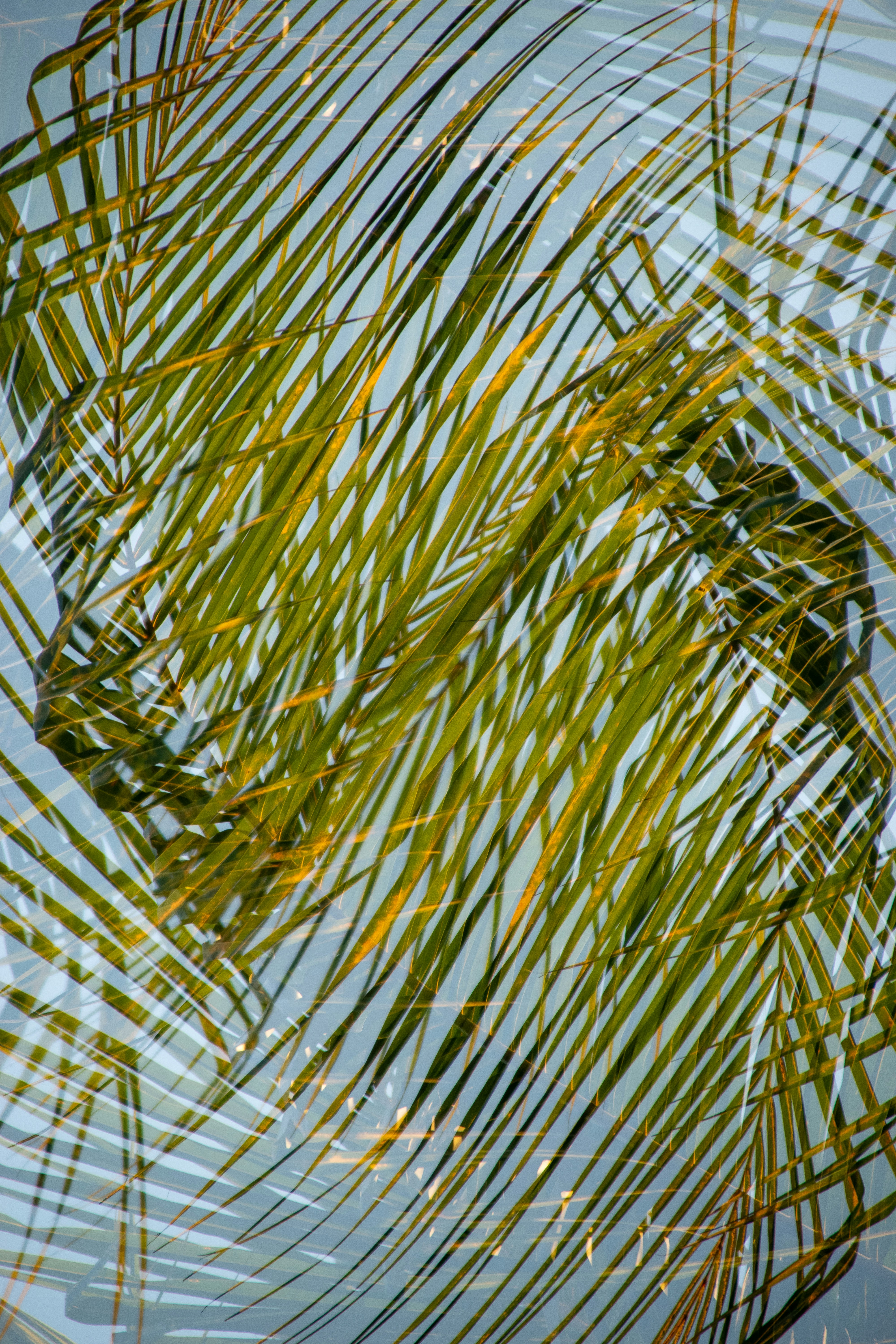 a close up of a plant