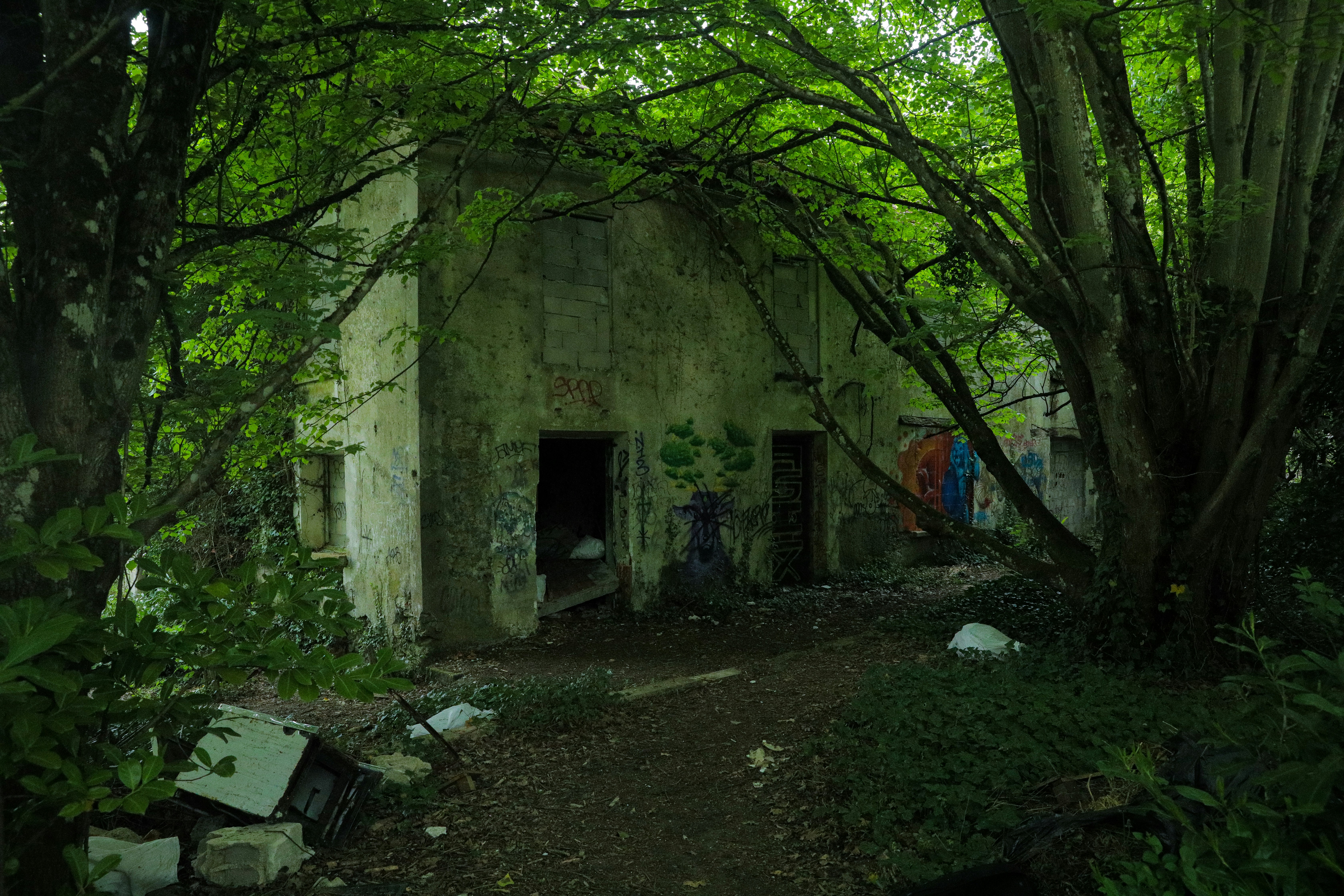 Abandoned building partially hidden by lush greenery, showcasing vibrant graffiti. The scene evokes a sense of mystery and nature reclaiming its space.