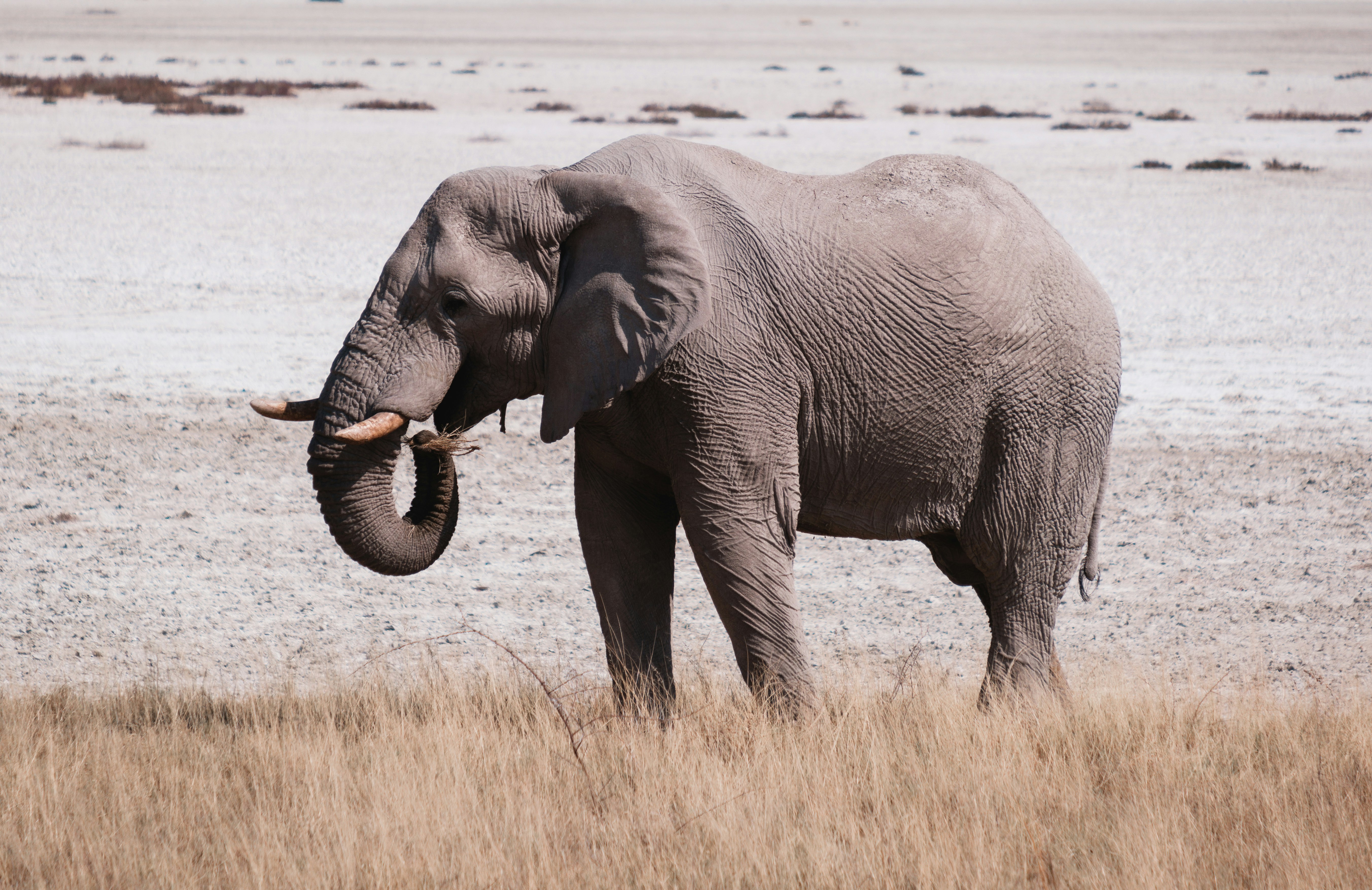 Elephant Sentinel on a Salt-Flat Plain