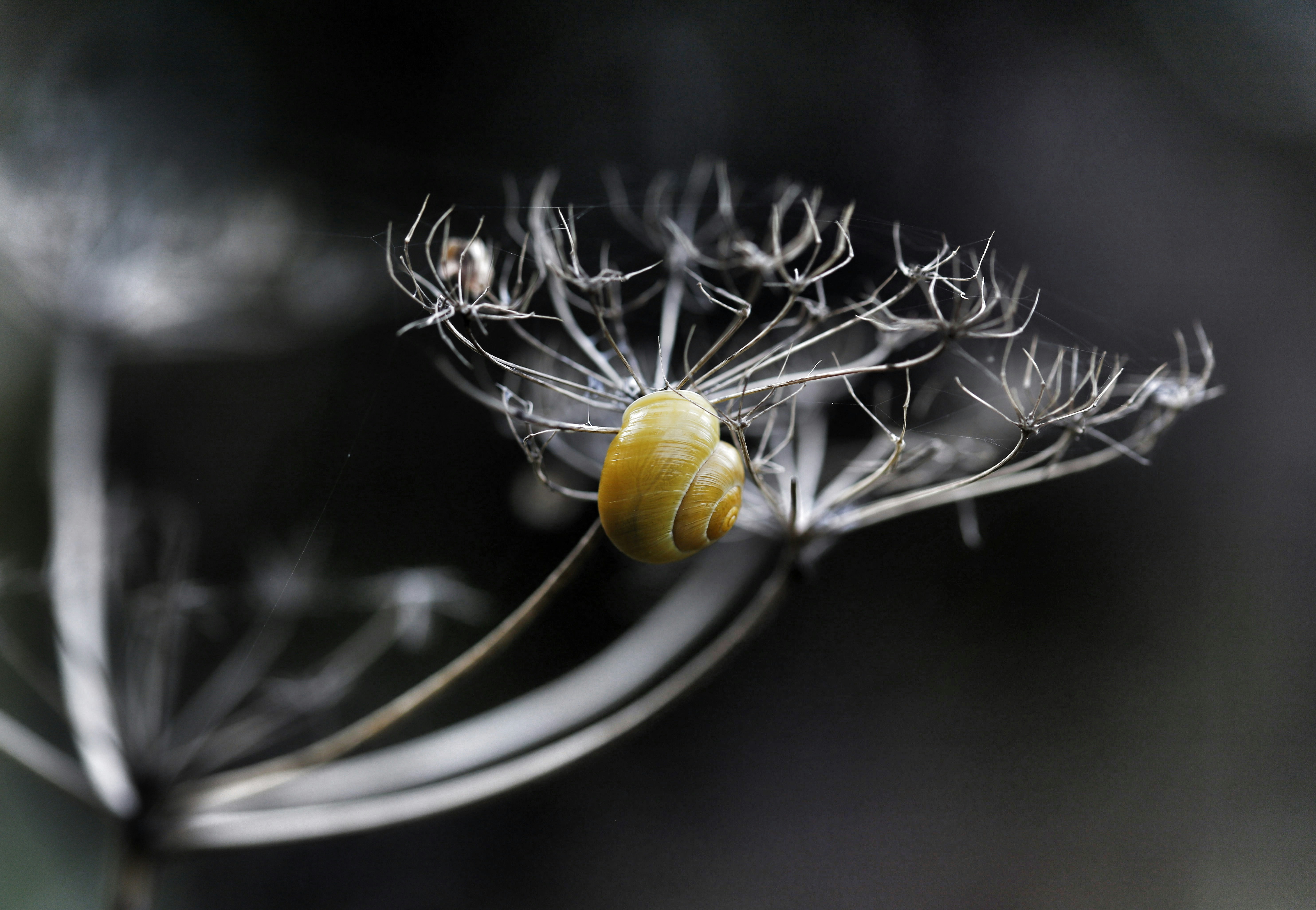 Macro Moment: A Tiny Snail Resting on a Halo of Seed Filaments