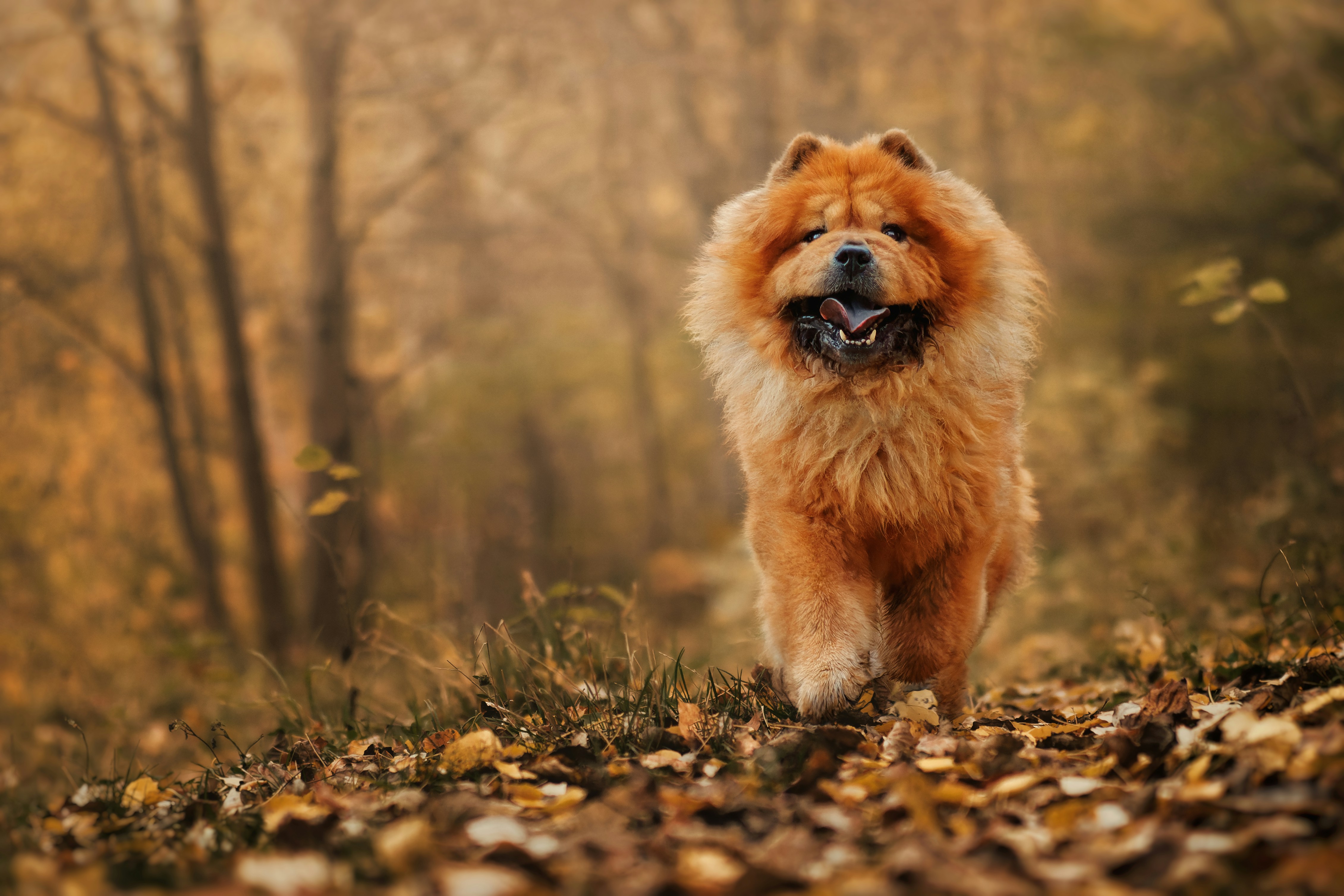 500+ Chow Chow Pictures [HD] | Download Free Images on Unsplash