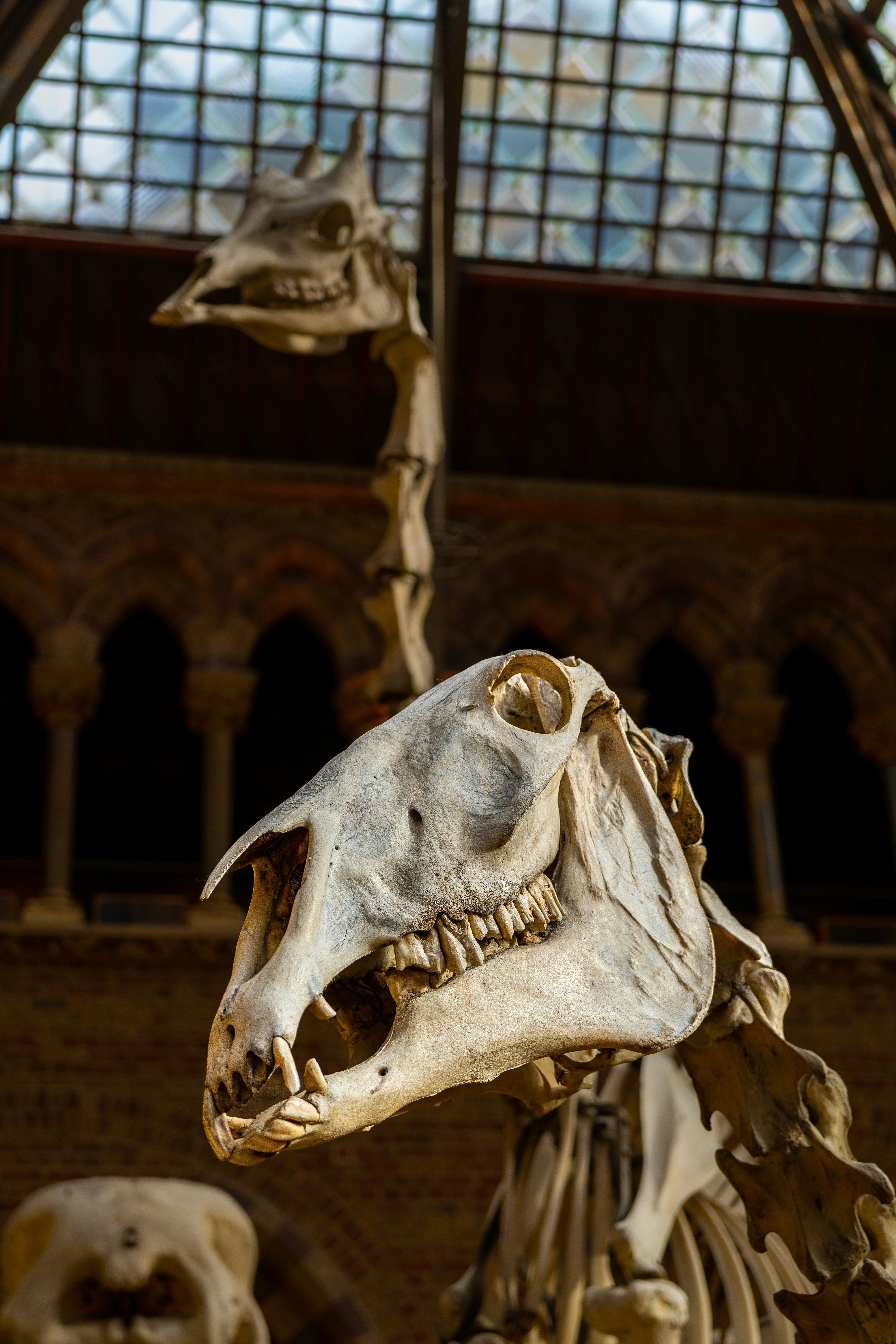 A horse skull and giraffe in Oxford