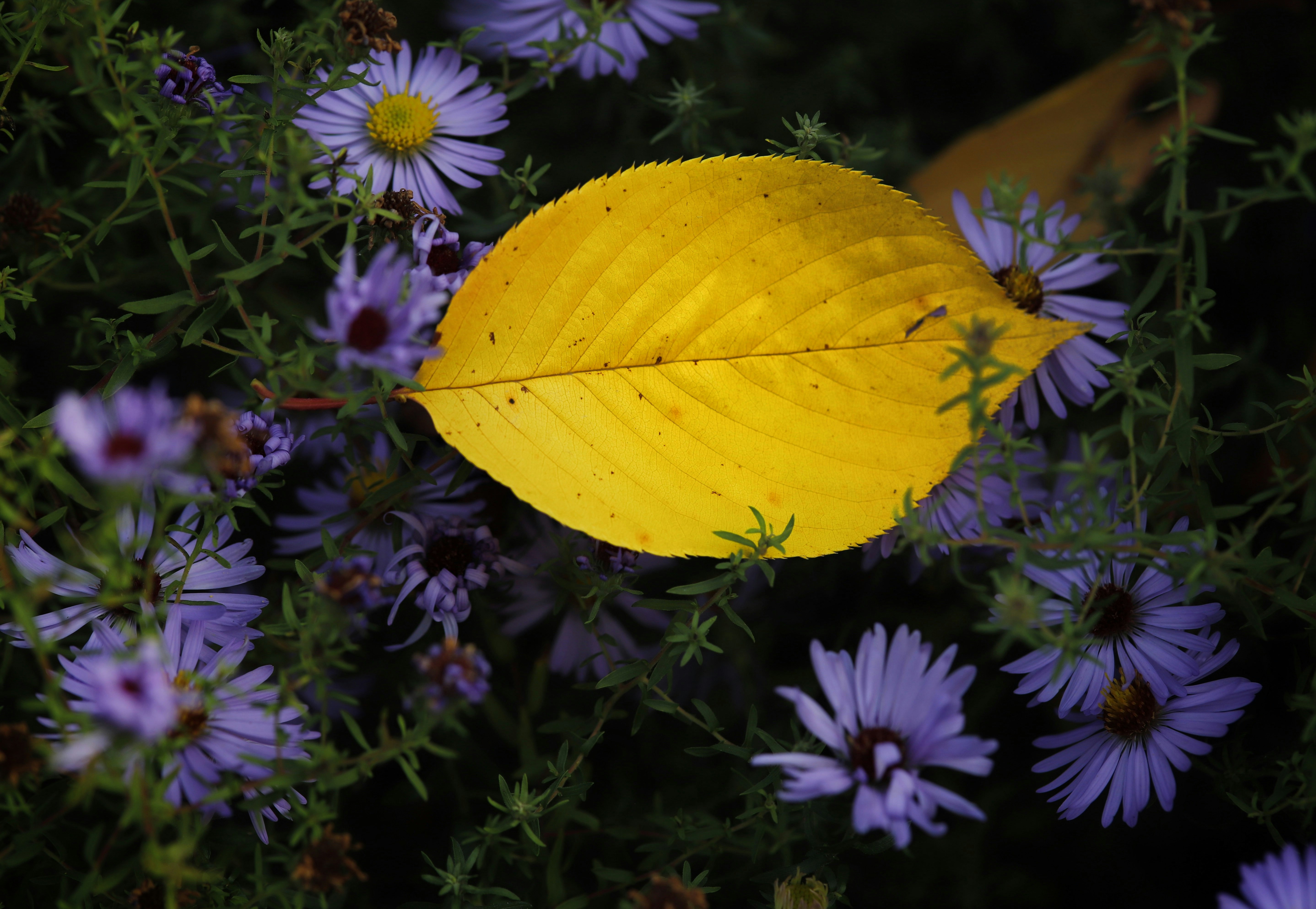 Golden Leaf Centerstage Among Violet Asters