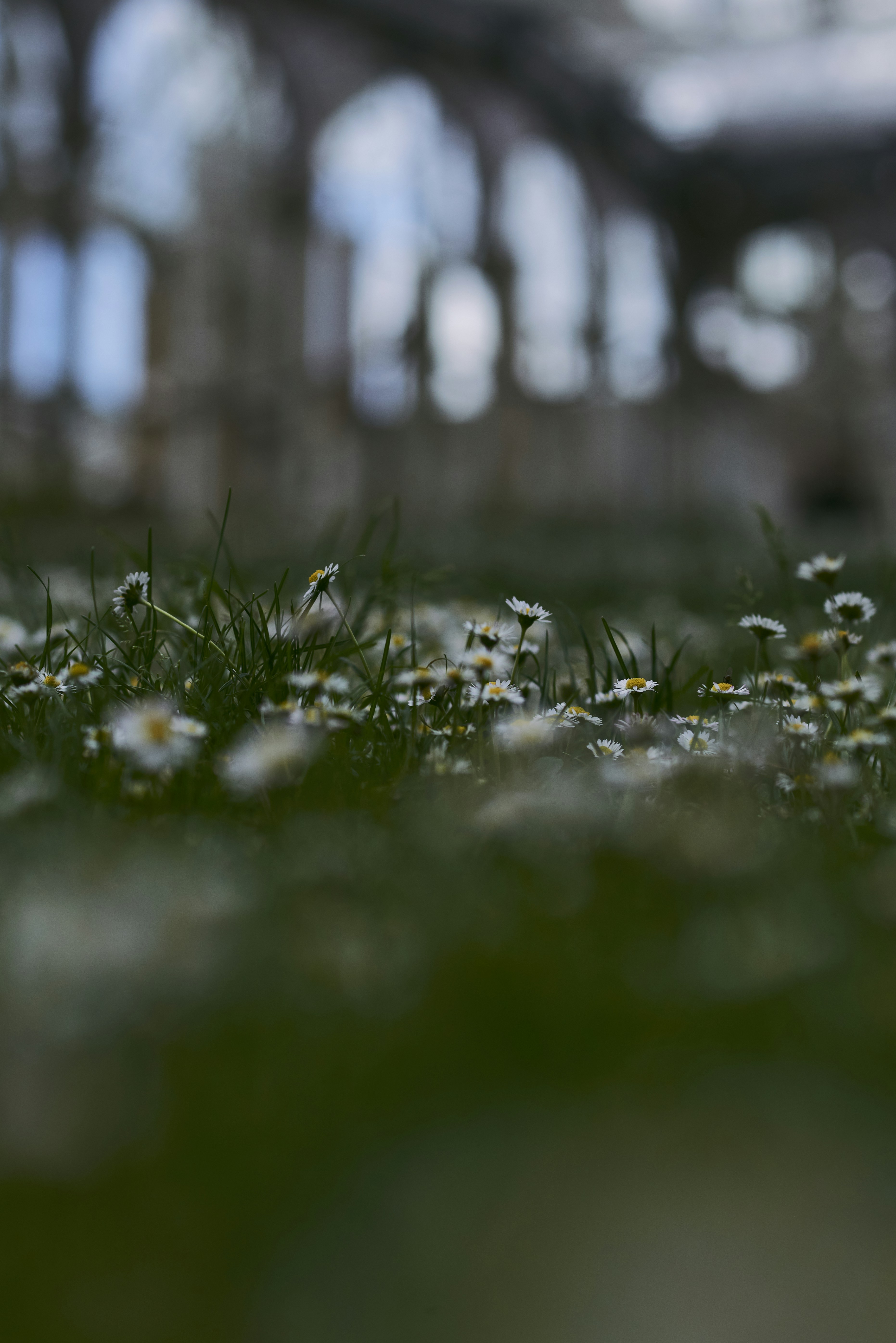 Daisies on the Edge of Focus: Velvet Meadow in Soft Light