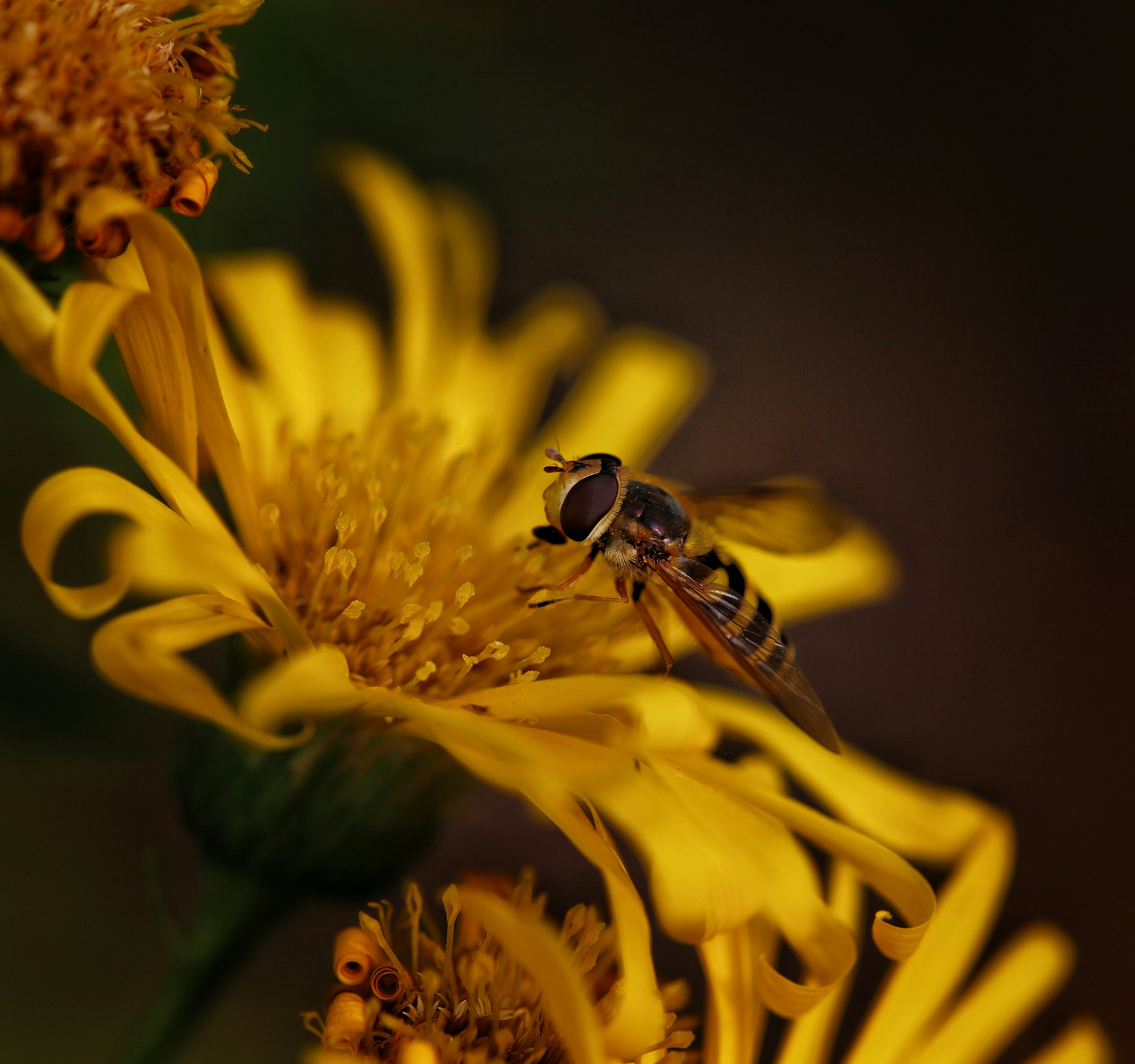 Hovering Small Wonder: A Syrphid Hovering Over Golden Petals