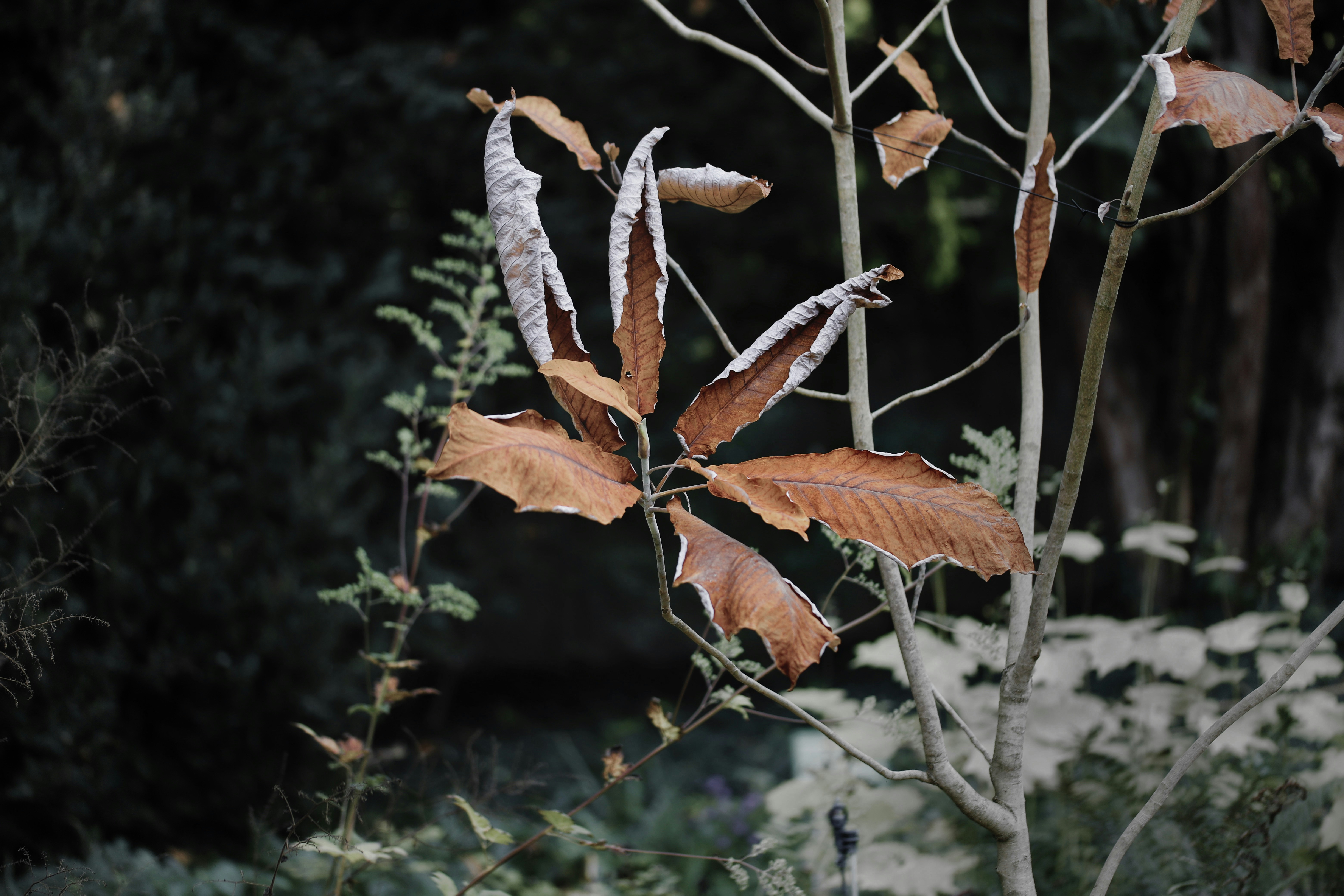 a group of brown leaves on a tree branch