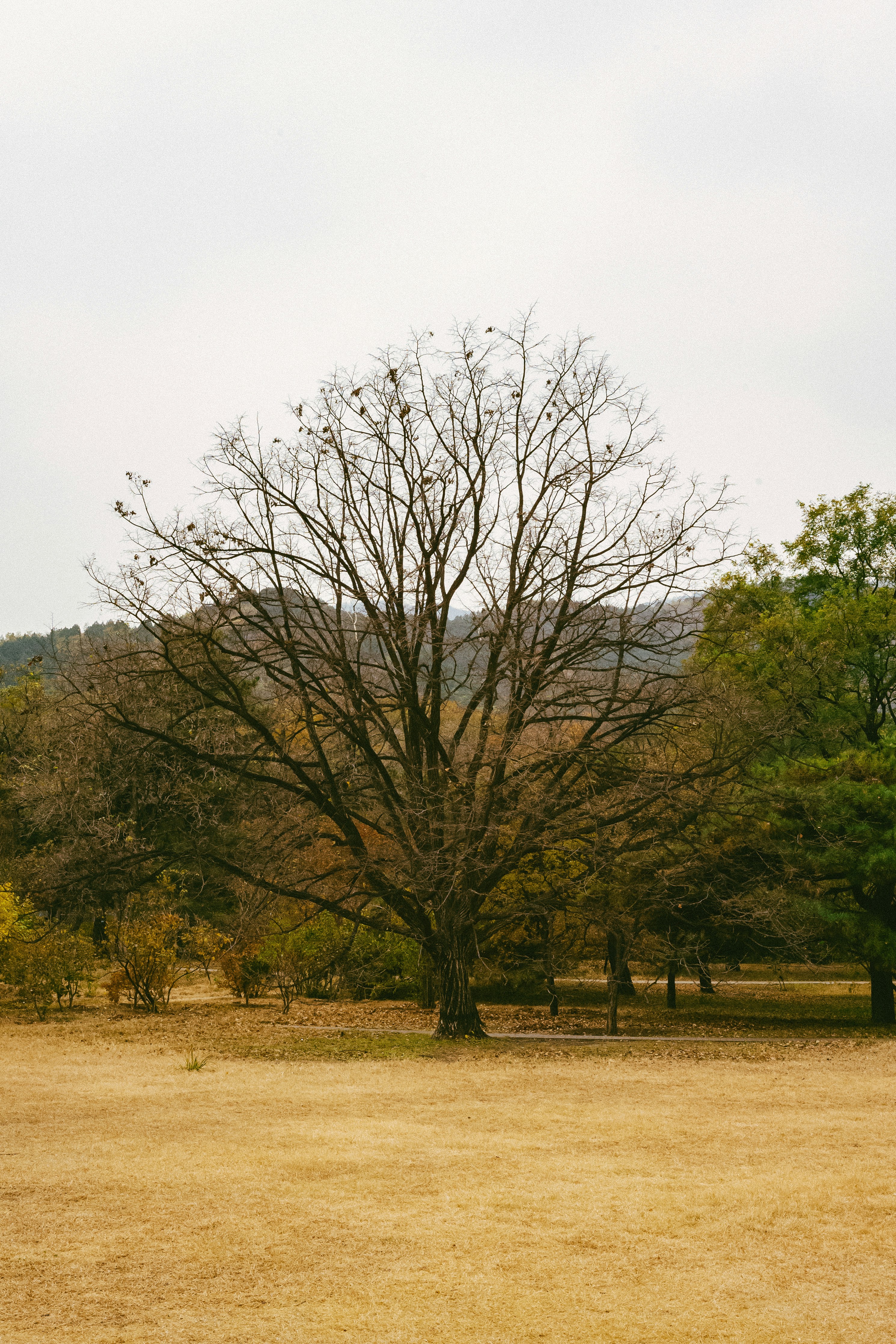 a tree in a field