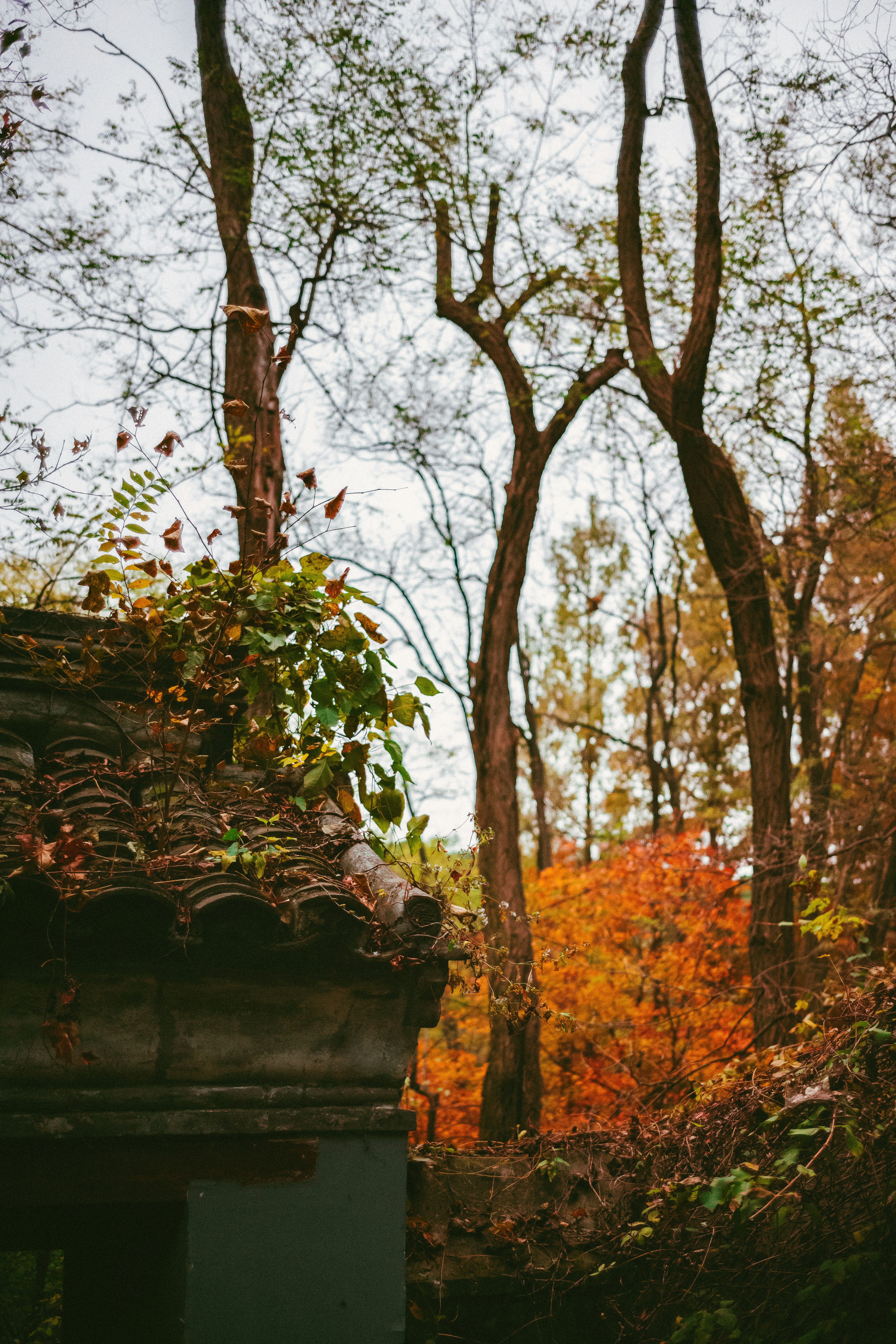 Vine-Cloaked Roof Against a Canopy of Autumn Fire