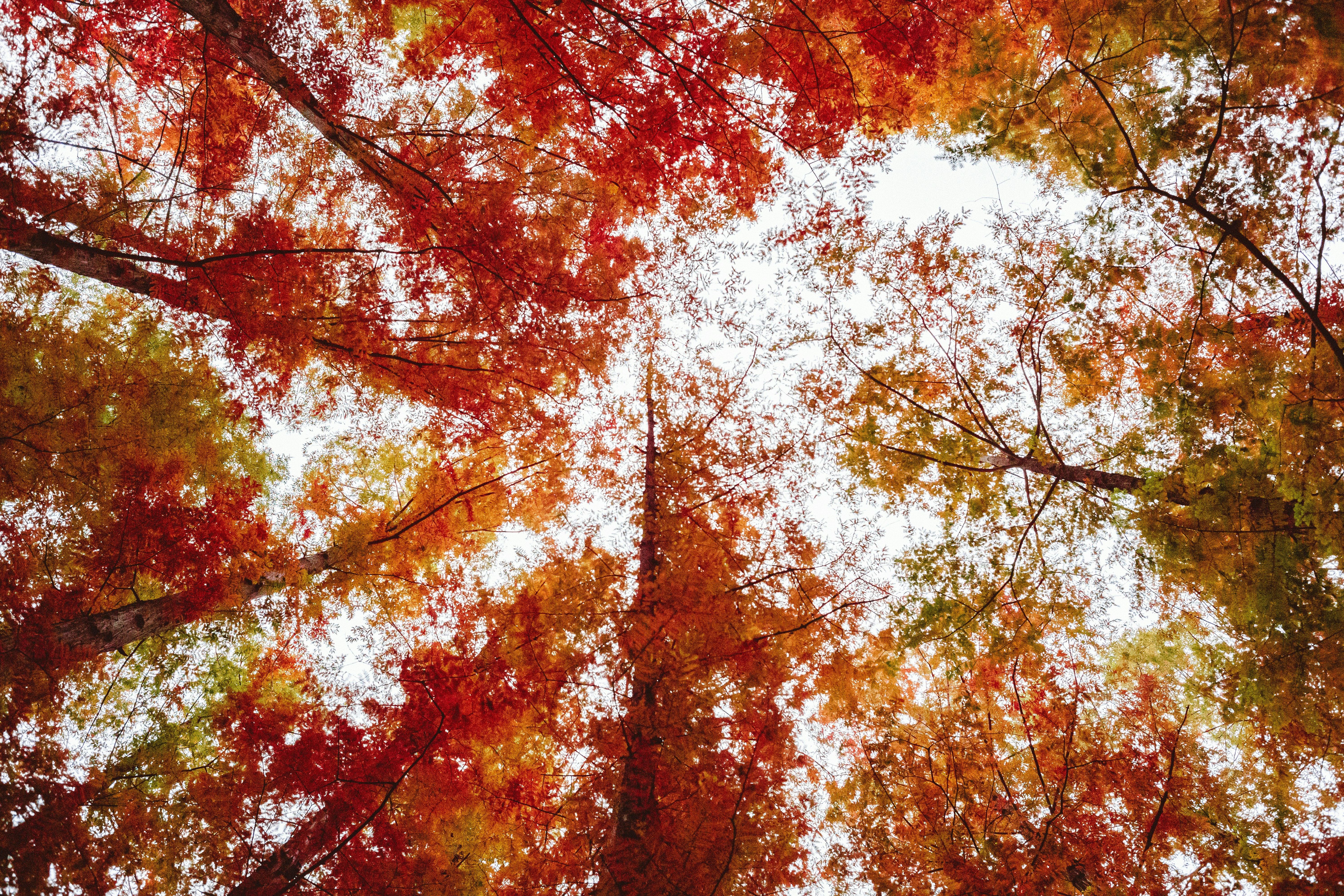 Crimson Canopy: Upward Gaze Through Autumn's Fiery Foliage