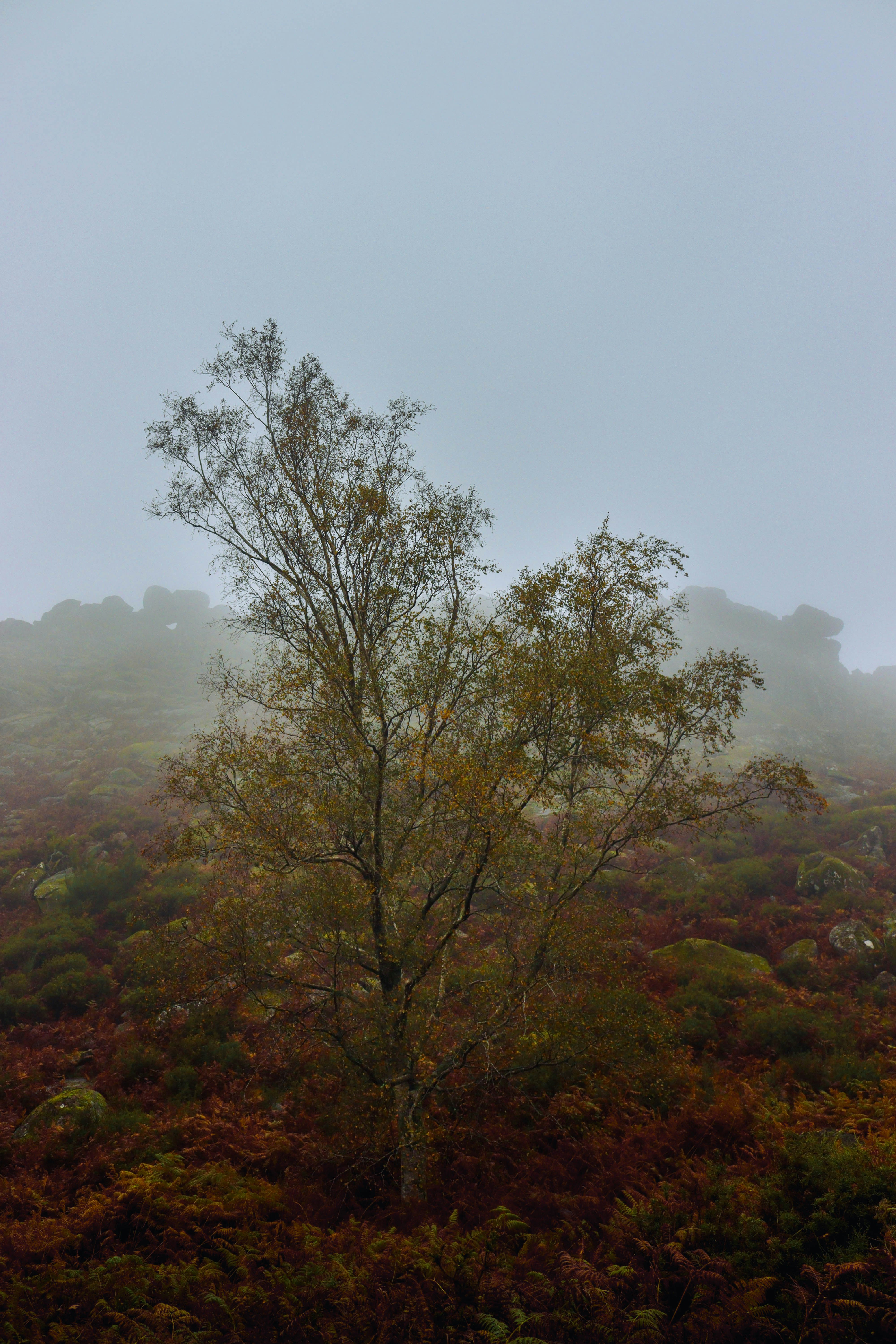 A lone tree during a foggy morning in Autumn