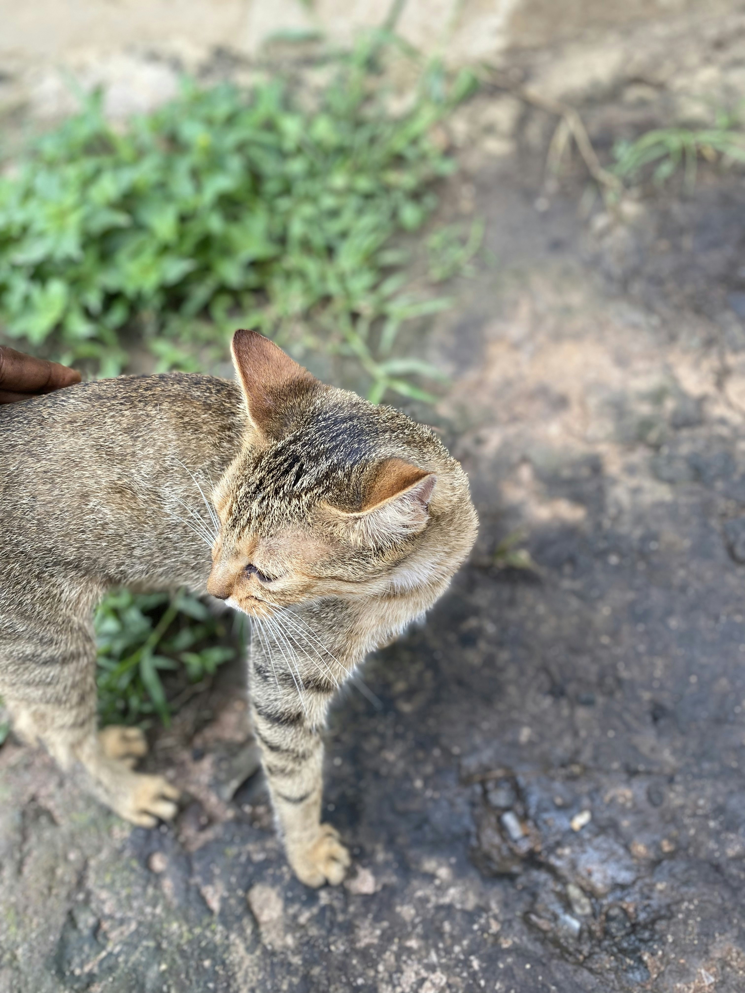 Curious Cat in Soft Afternoon Light