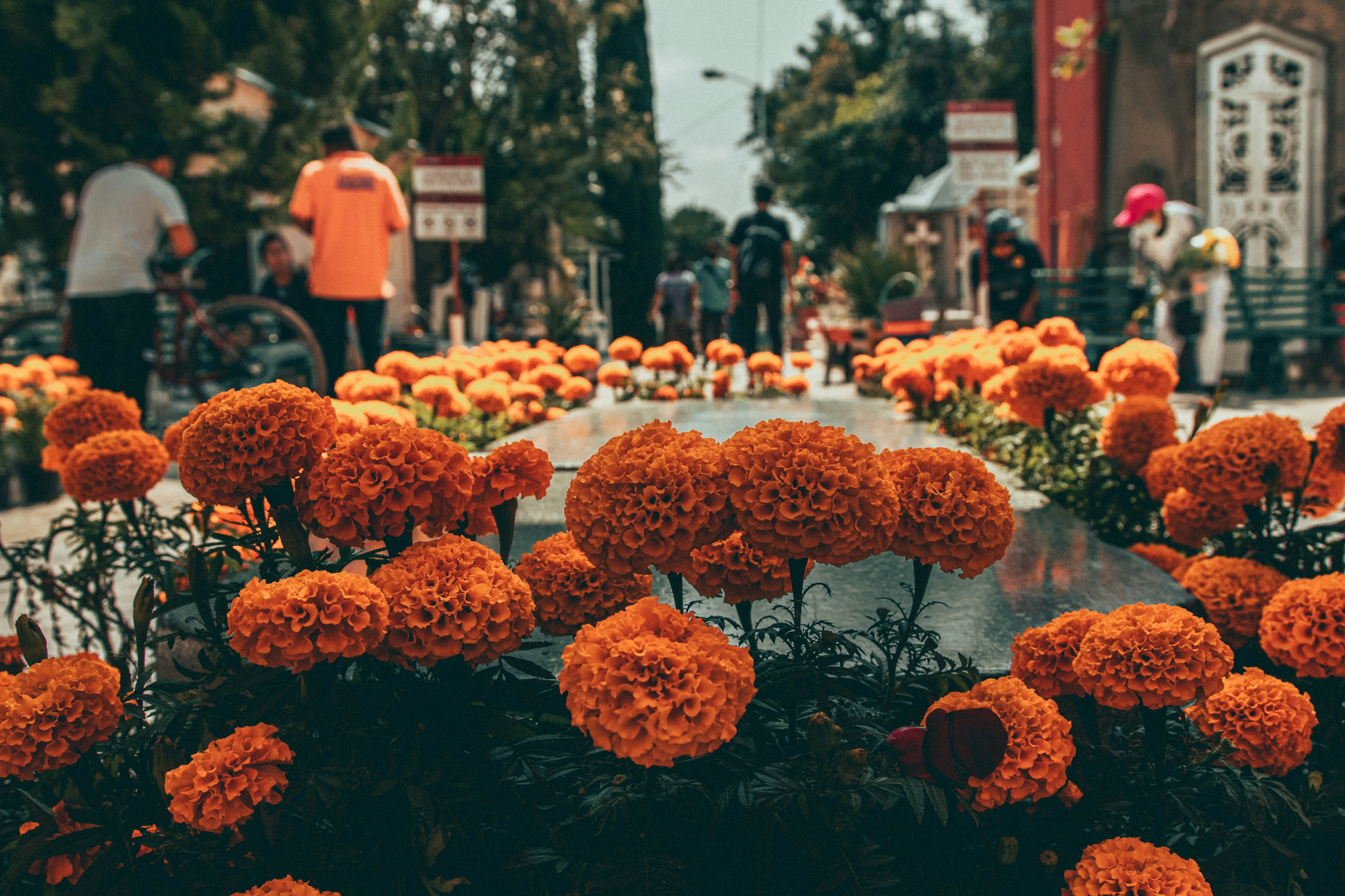 Orange Sea of Blooms: City Street in Autumn Light