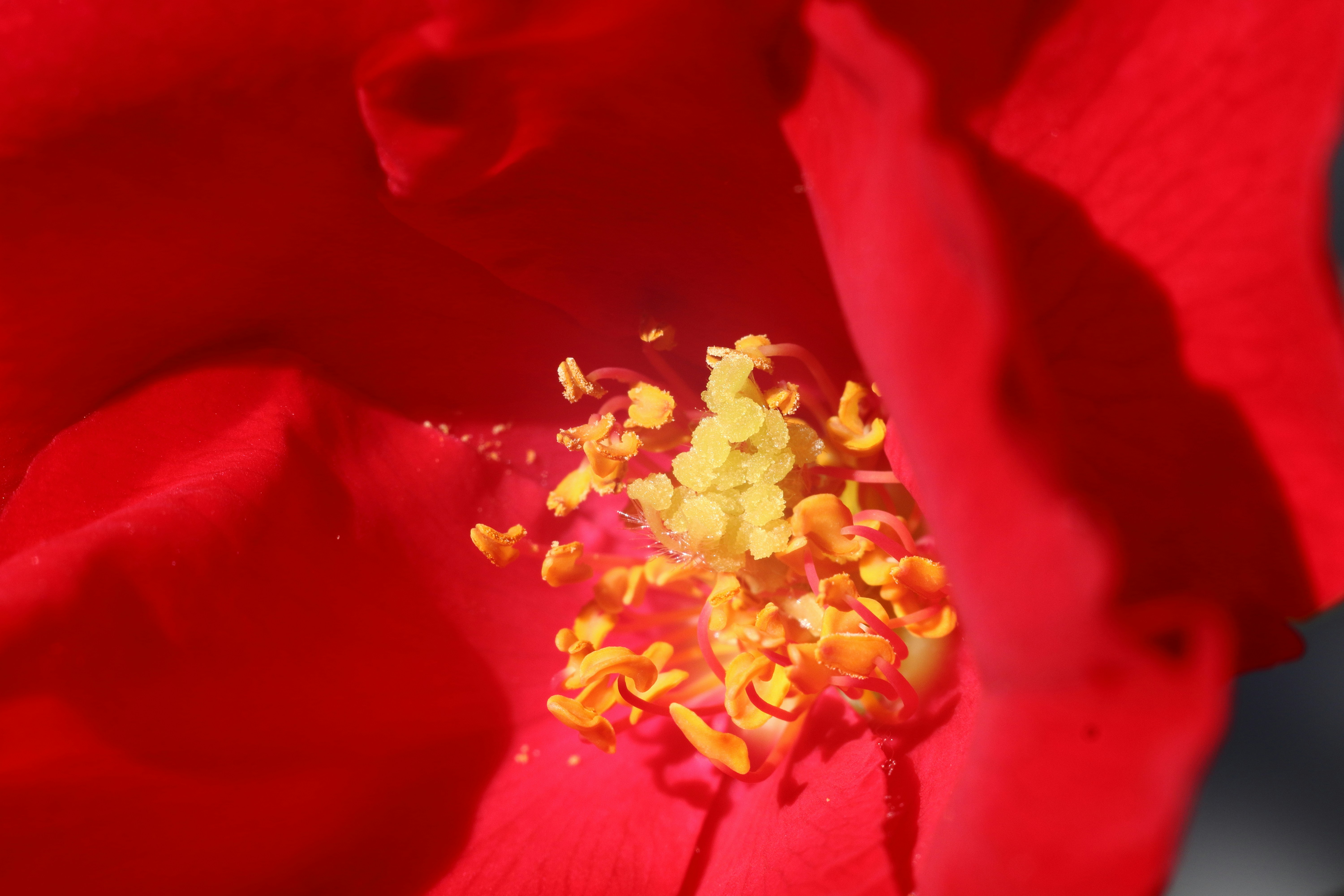 Crimson Core: Macro Portrait of Red Petals and Golden Stamens