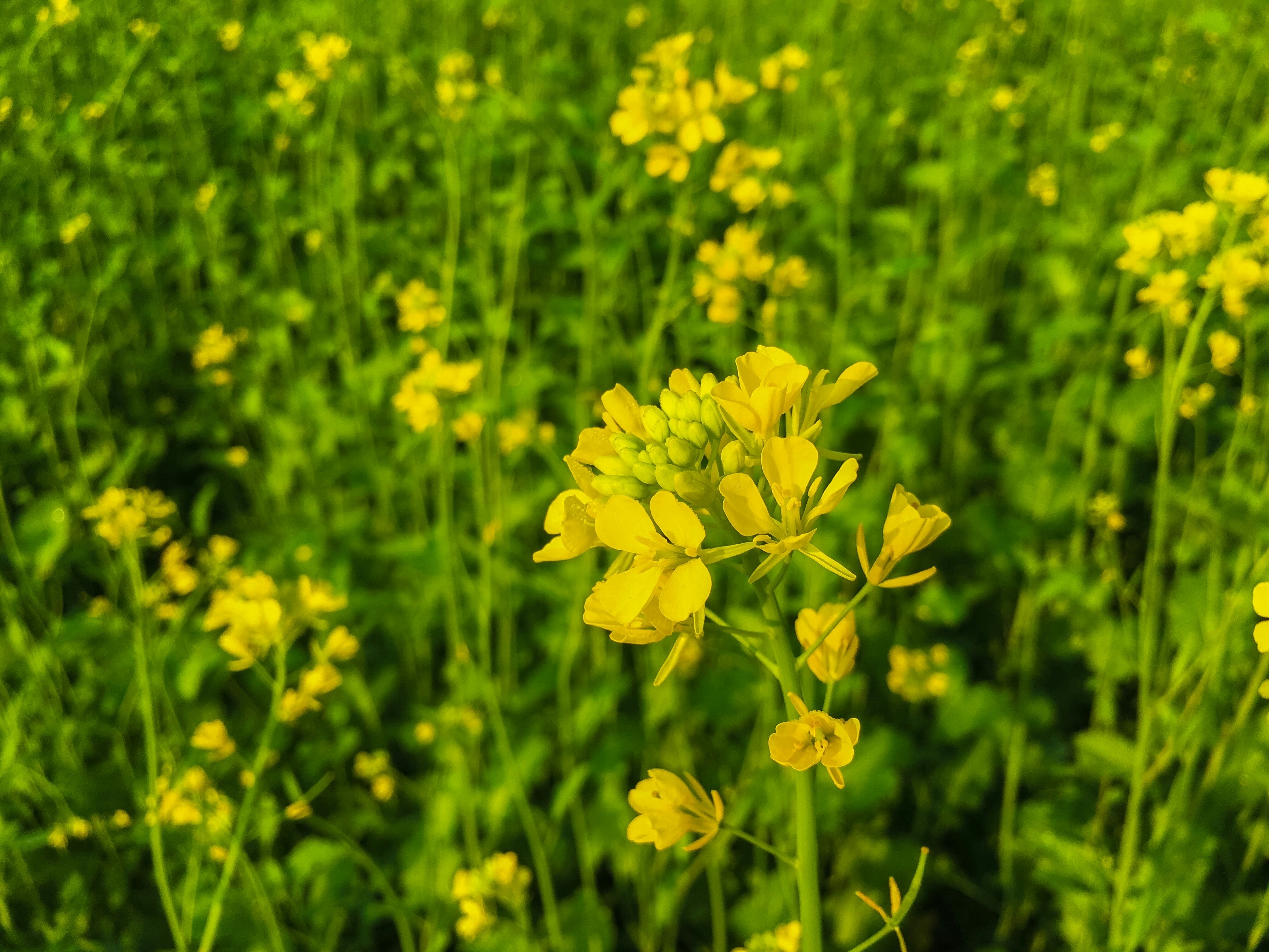 Vibrant yellow flowers stand out against a lush green backdrop, highlighting the beauty of nature's palette.