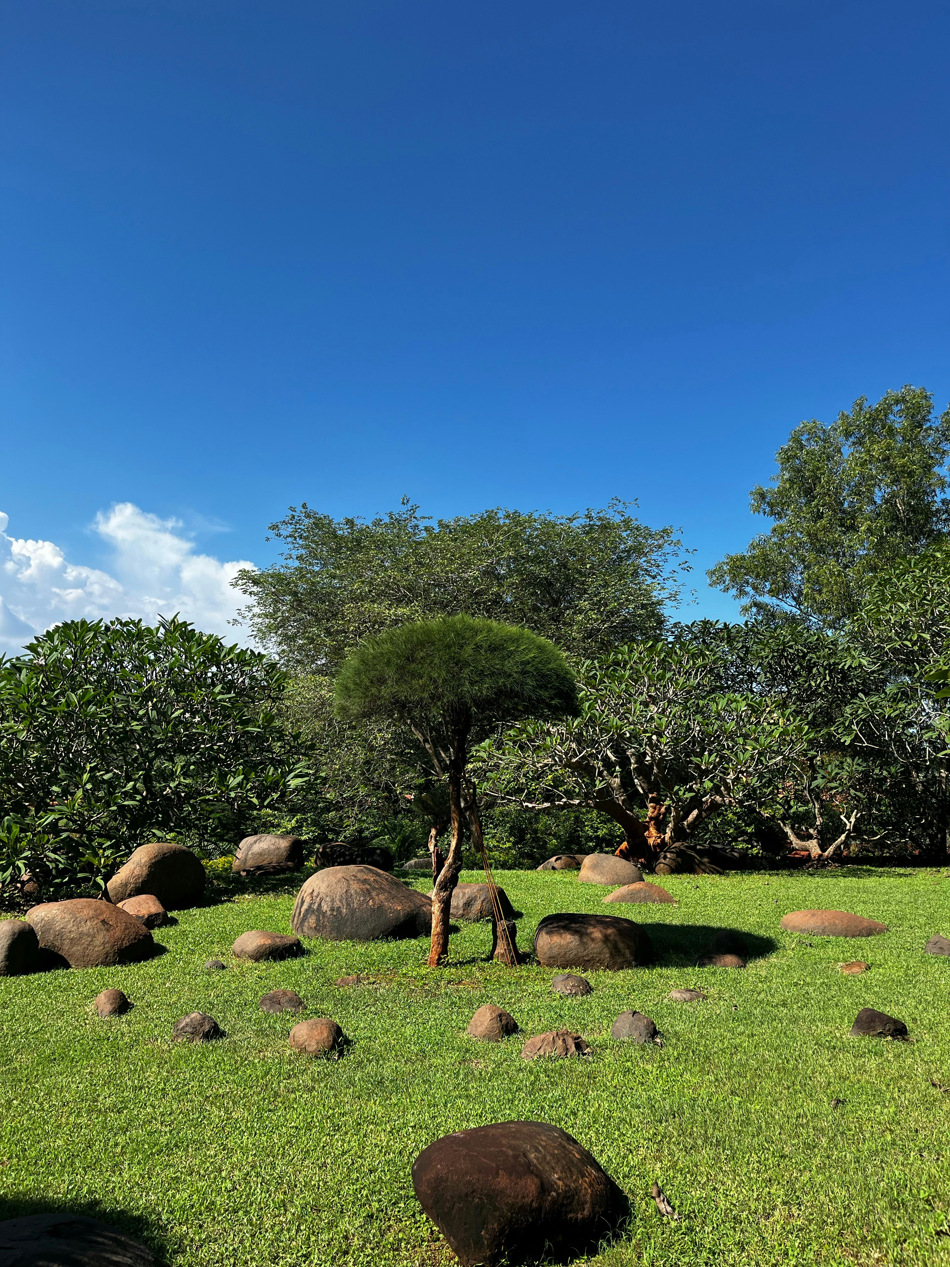 A group of animals lay in a grassy field photo – Free Outdoors Image on ...