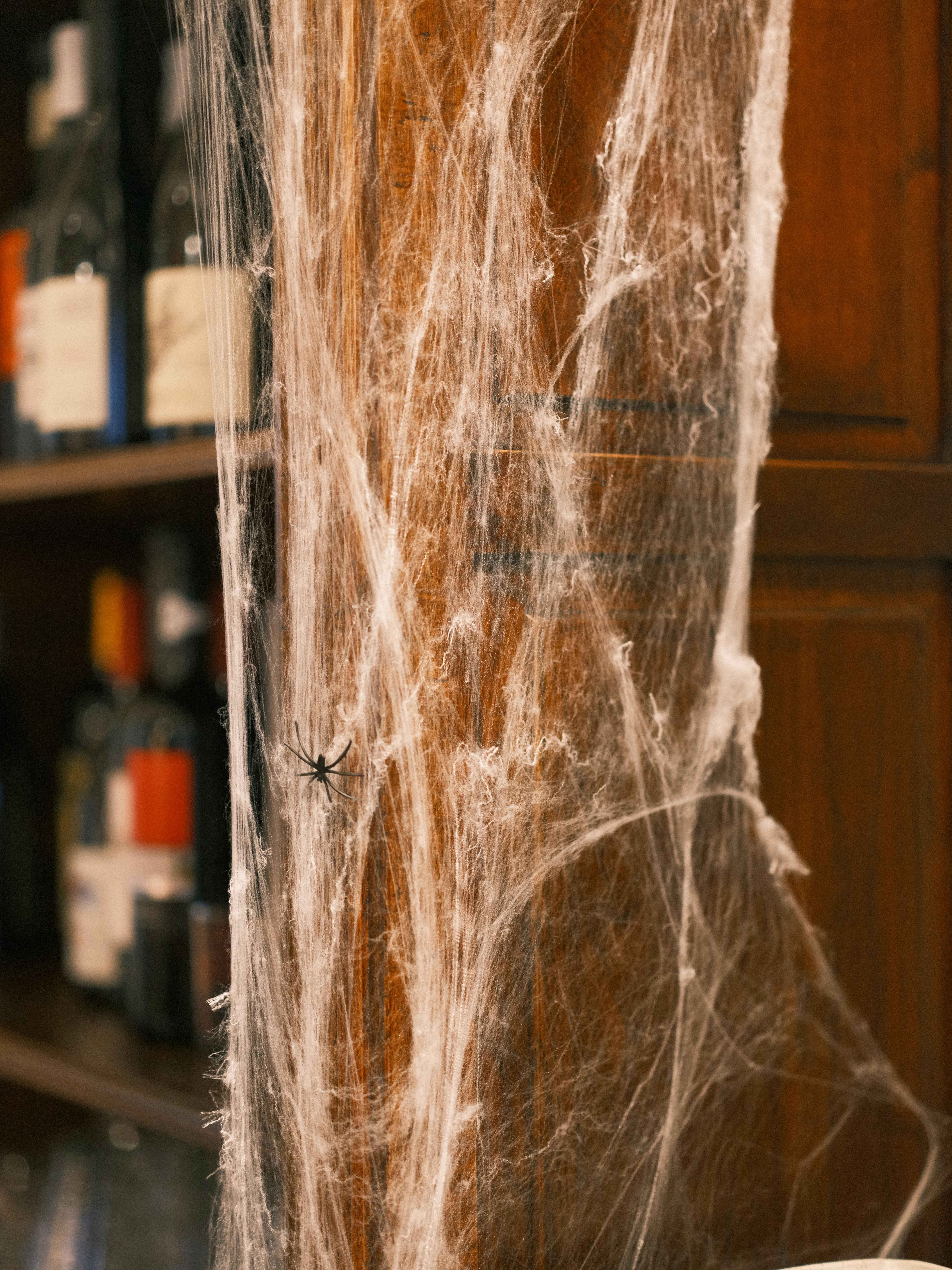 Cobweb Veil in a Quiet Cabinet