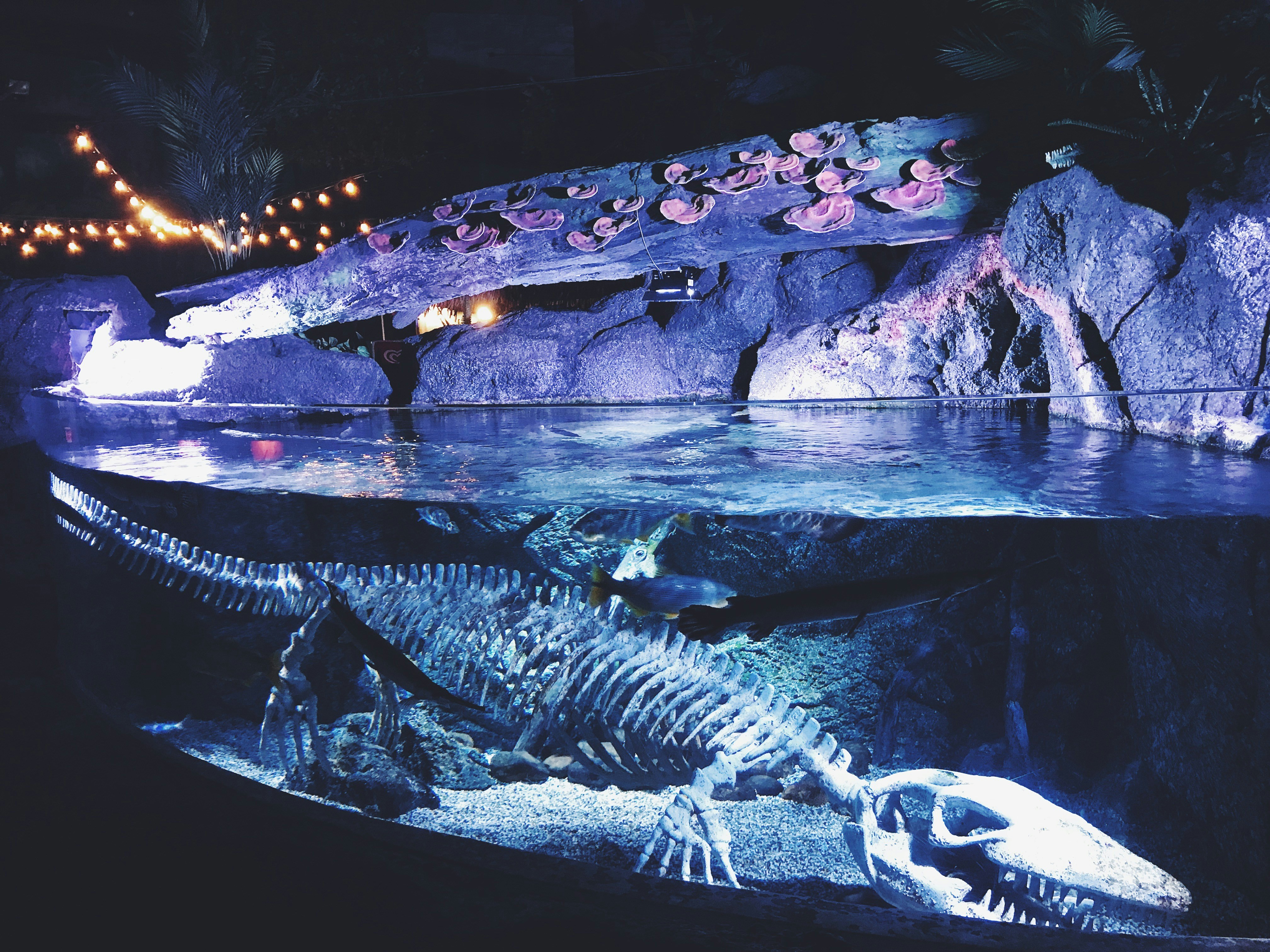 Moonlit Aquarium: A Crocodile Gallery Under Glass