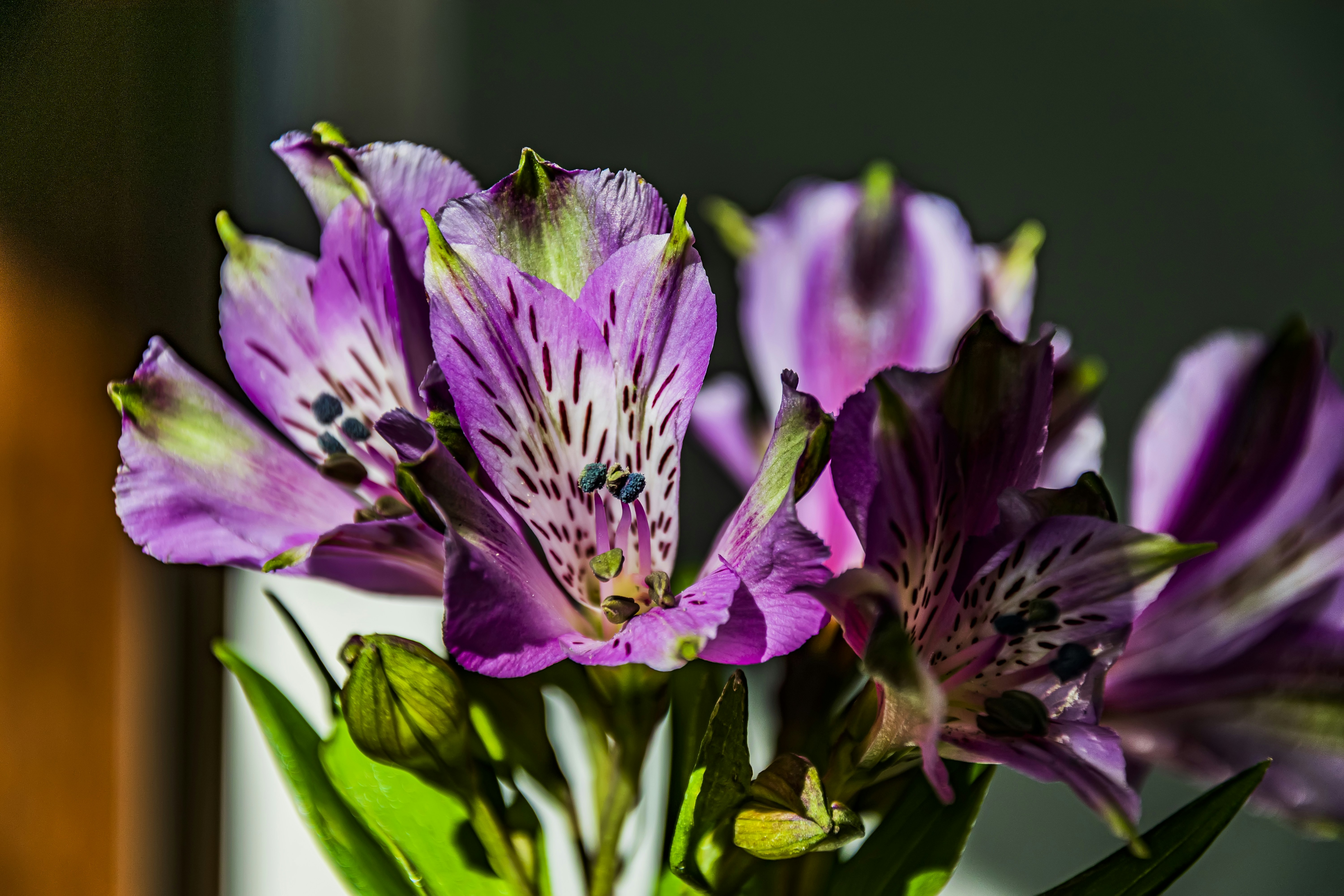 Violet Vein Mosaic: Close-Up of Alstroemeria Petals in Soft Backdrop