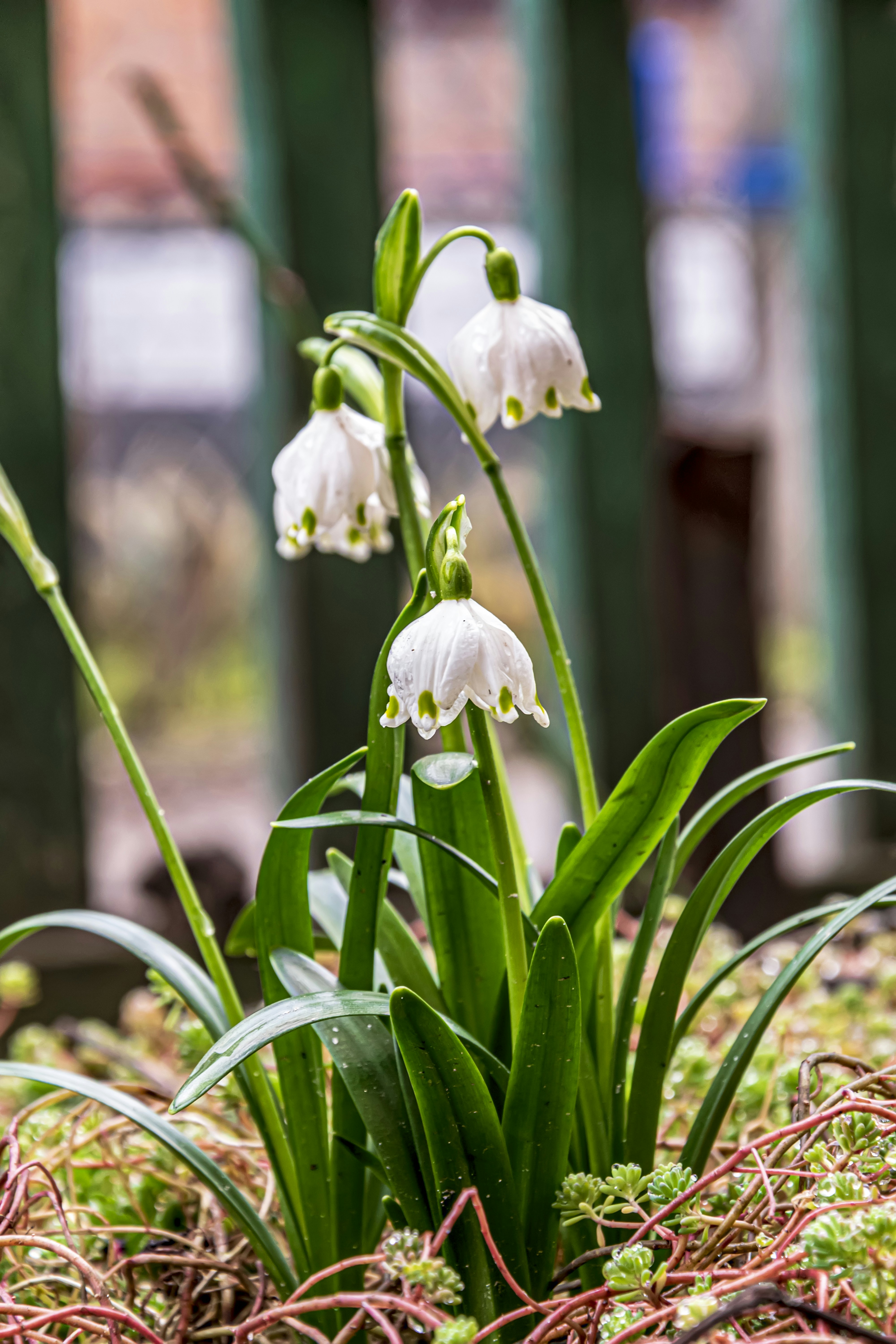 Snowbell Chorus by a Weathered Fence