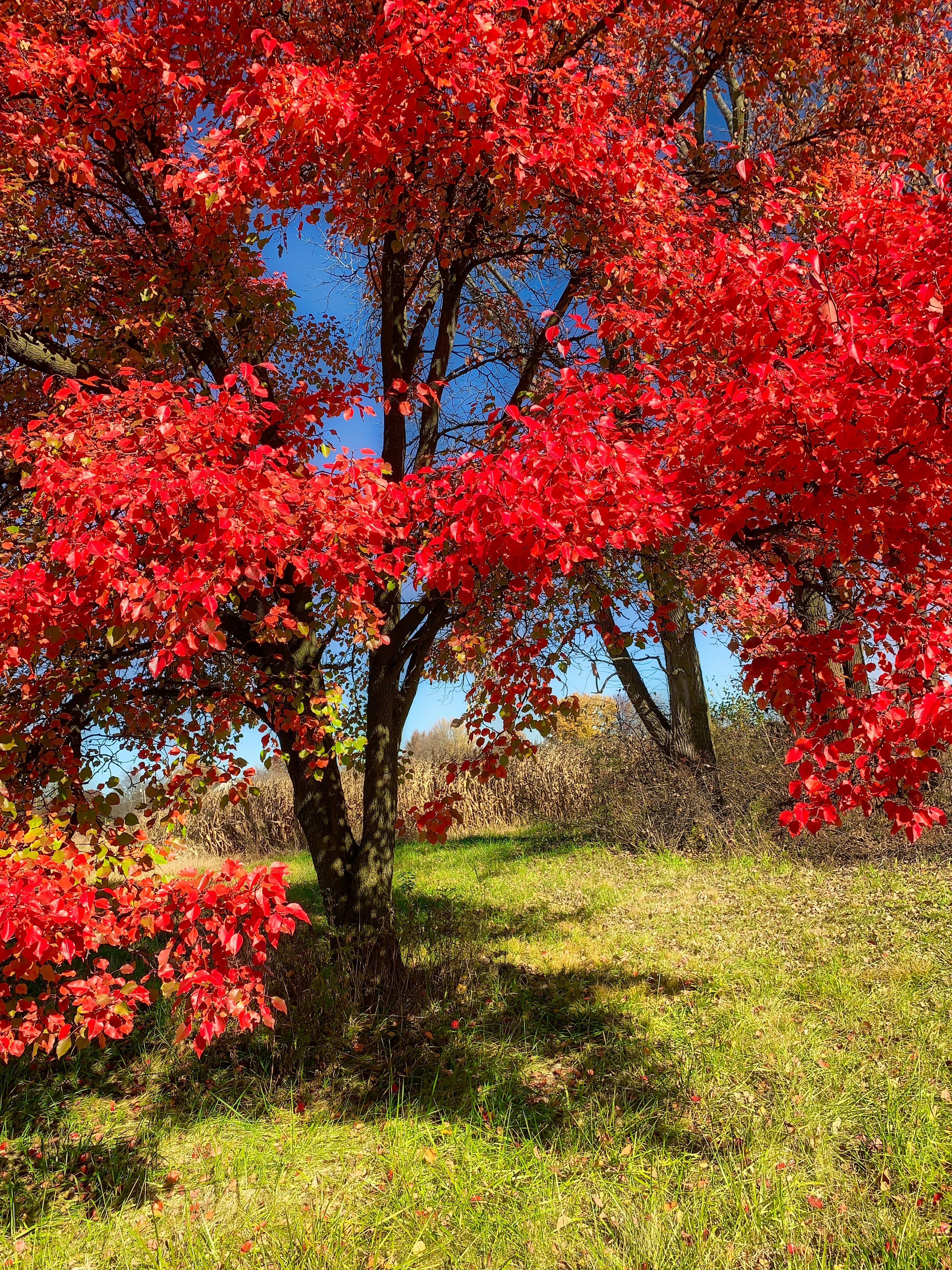Un groupe d’arbres aux feuilles rouges photo – Photo Etats-Unis ...