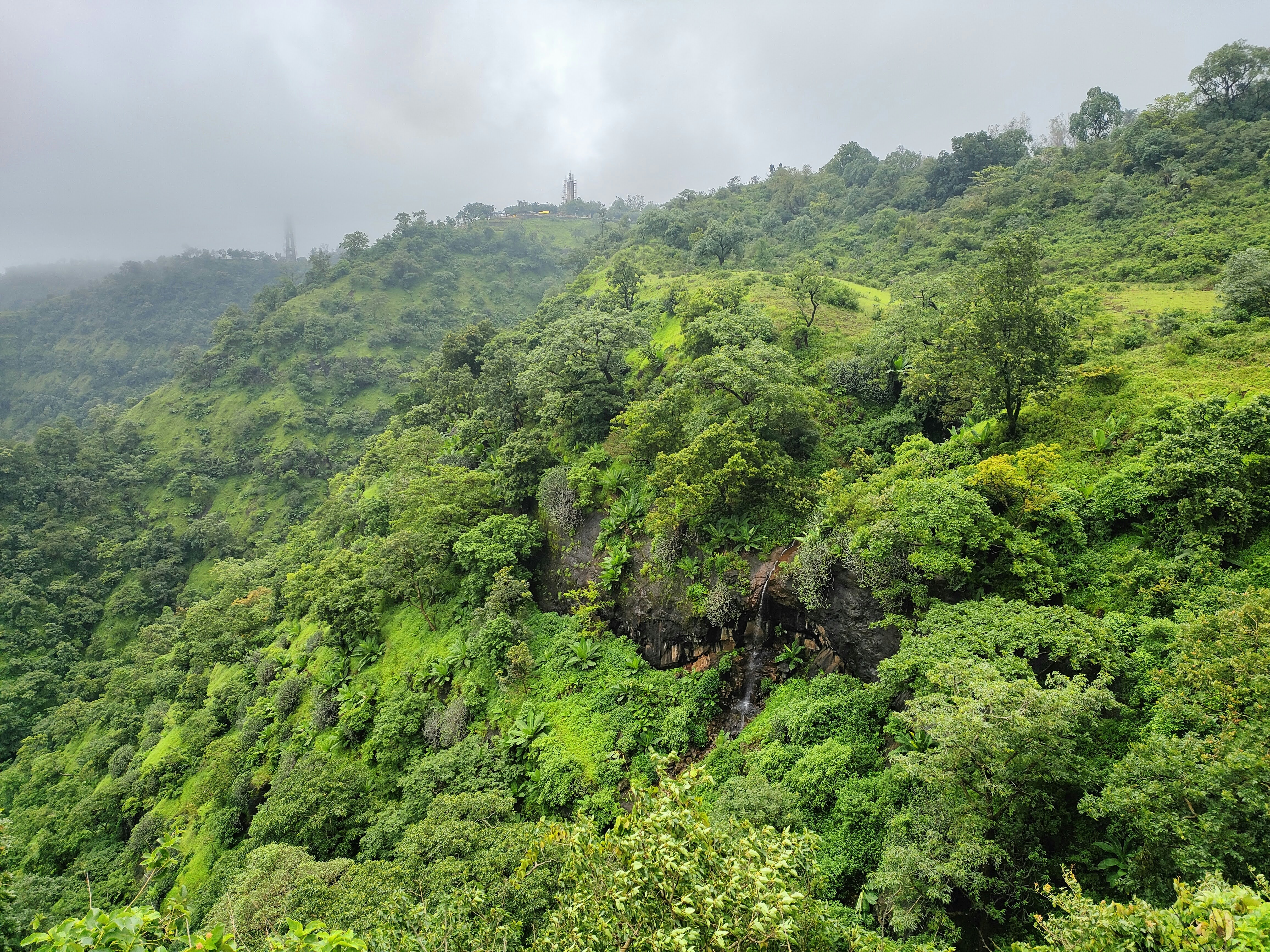 A forest of trees photo – Free Chikhaldara Image on Unsplash