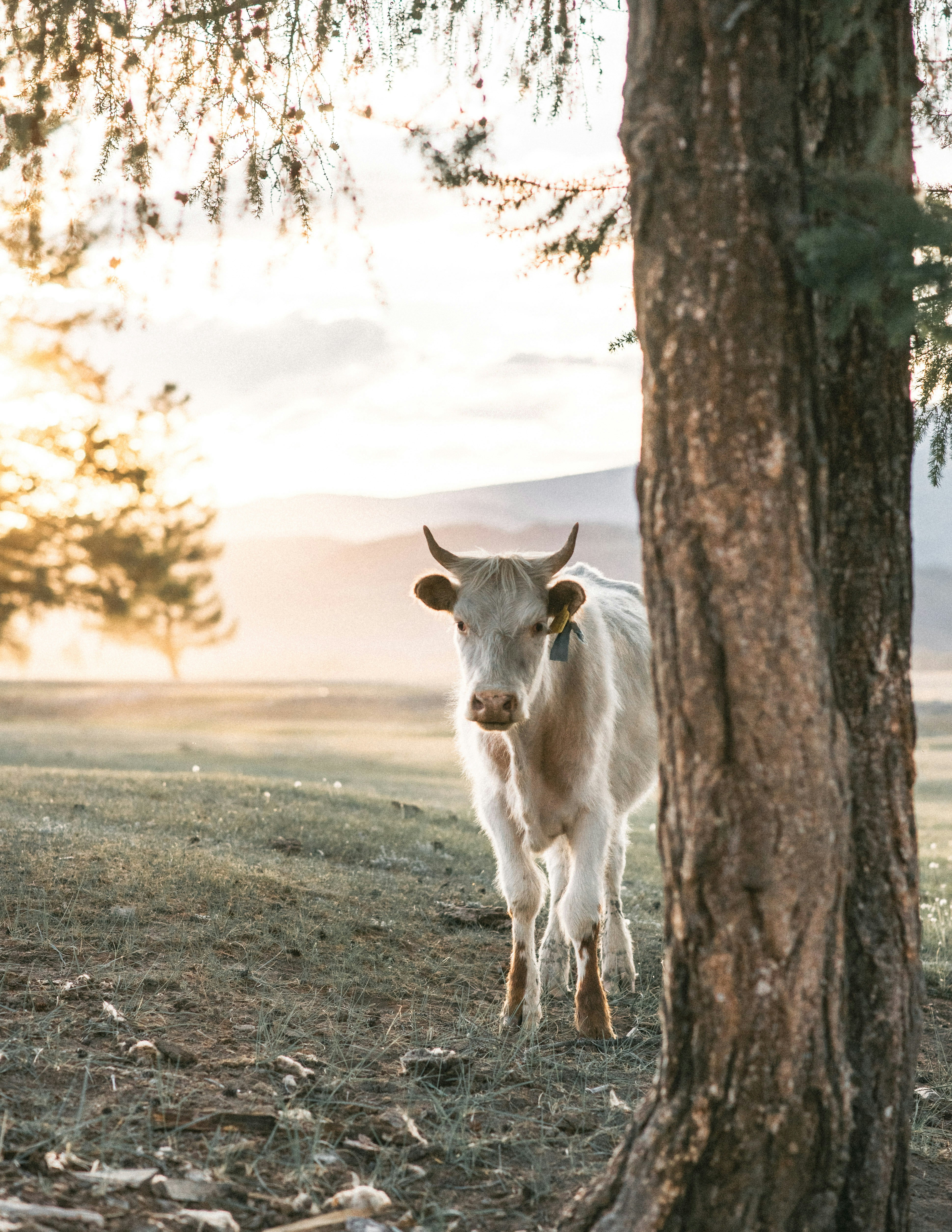 Dawn Gaze: A White Cow Pauses at the Tree's Frame