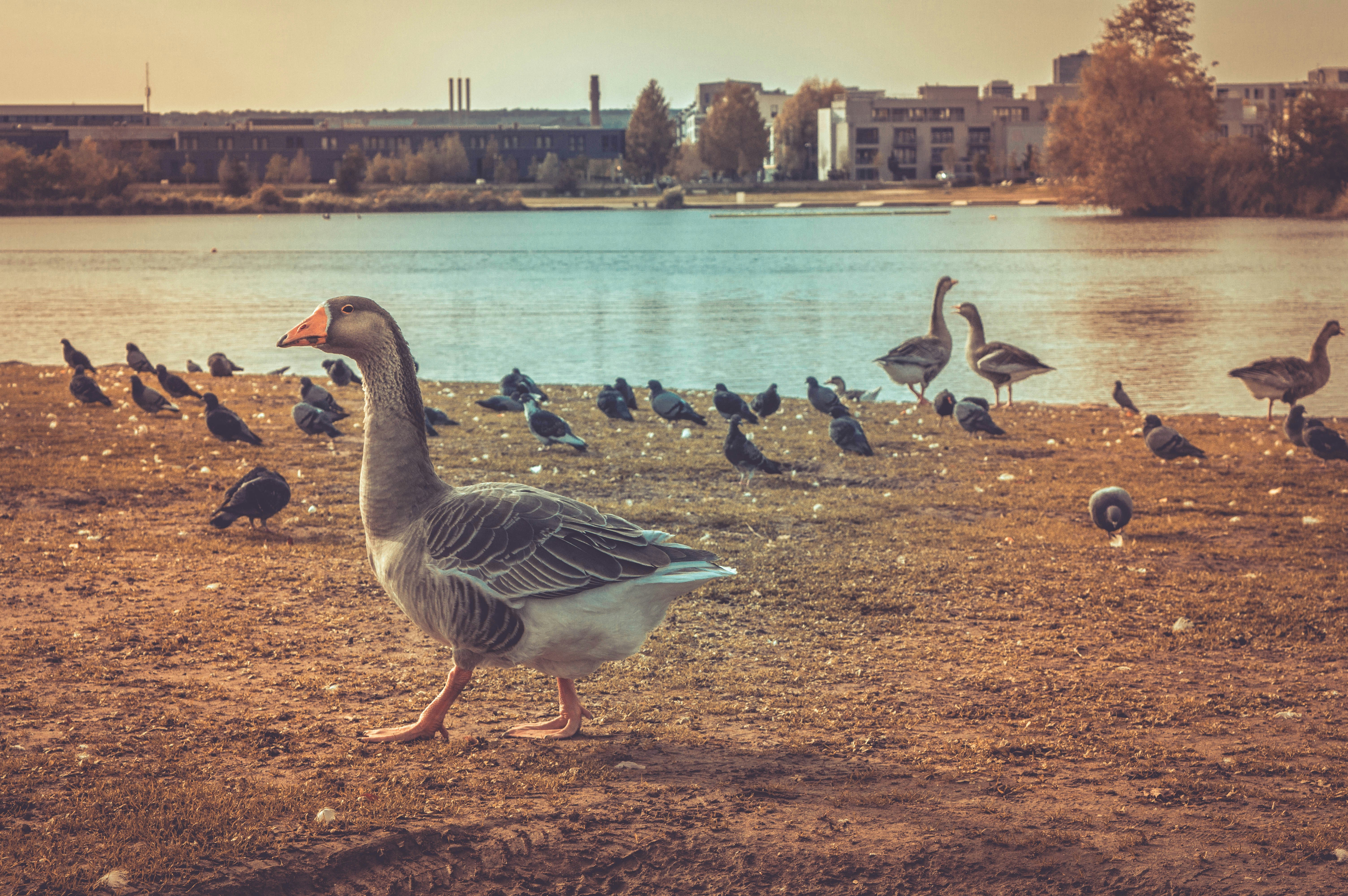 Gander on the Shore: A Loose Barrage of Birds by the River