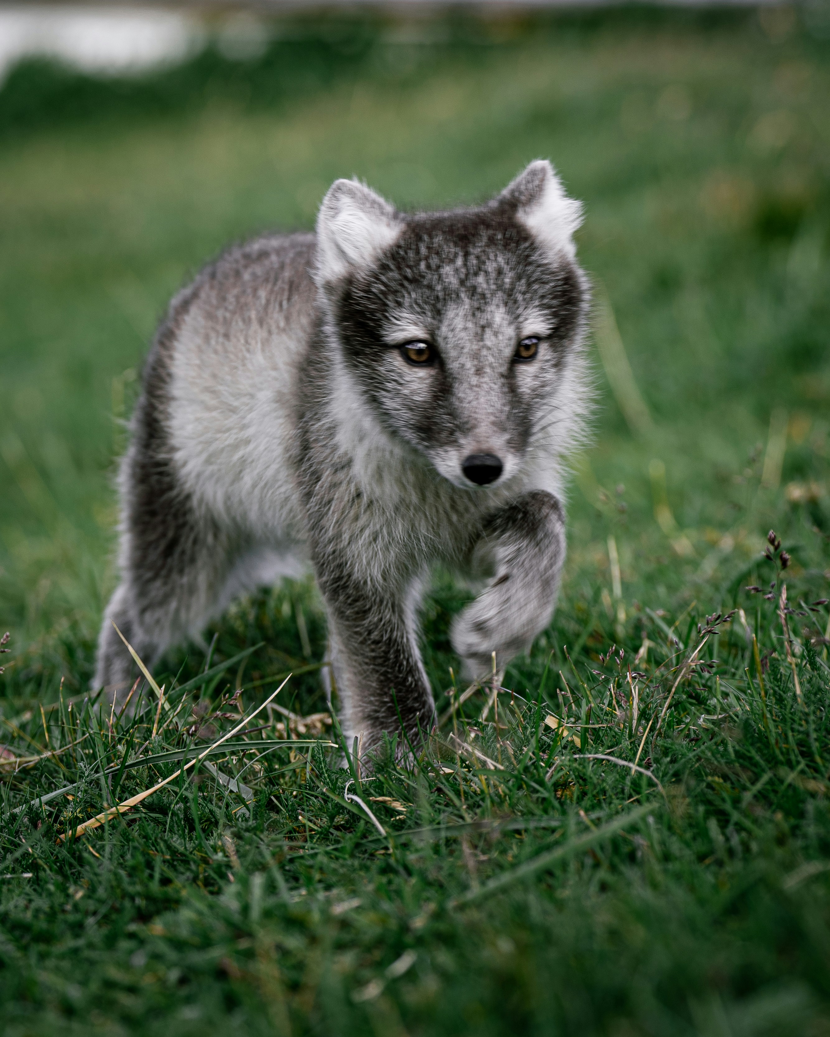 A small animal running in grass photo – Free Iceland Image on Unsplash